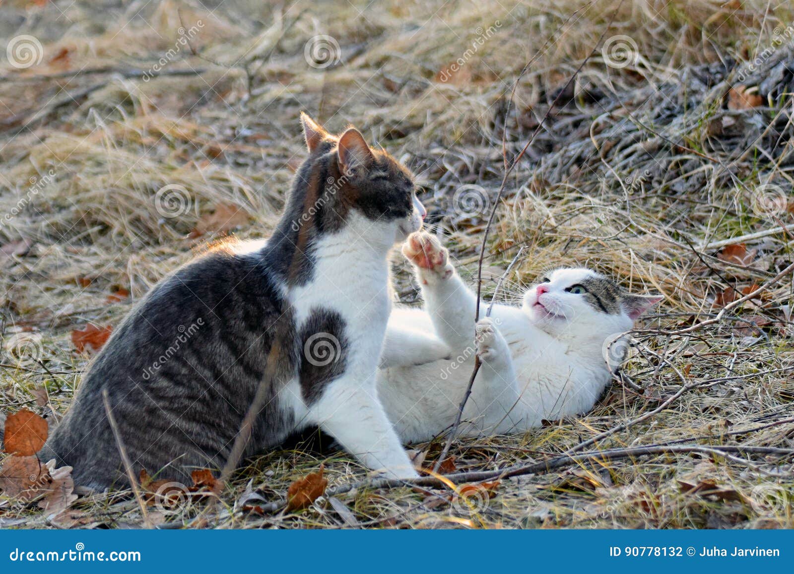 Wild Panthers Fighting