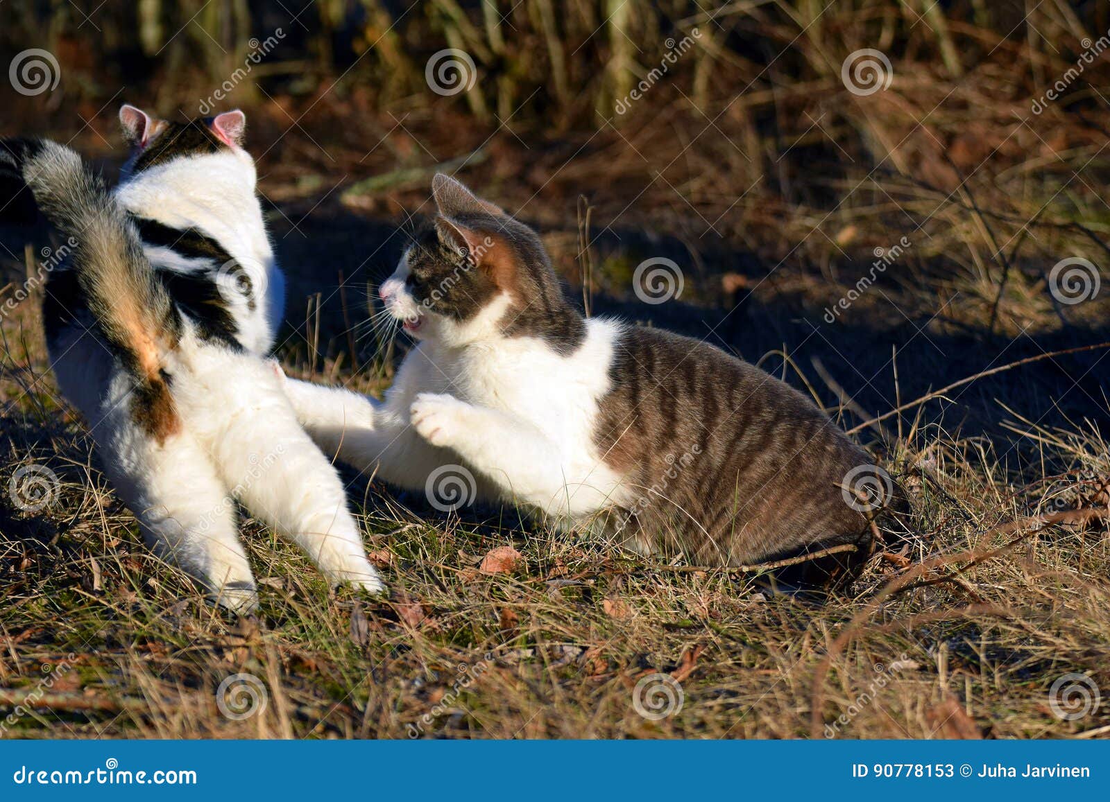 Cats fighting outdoors stock image. Image of action, spirited - 90778153