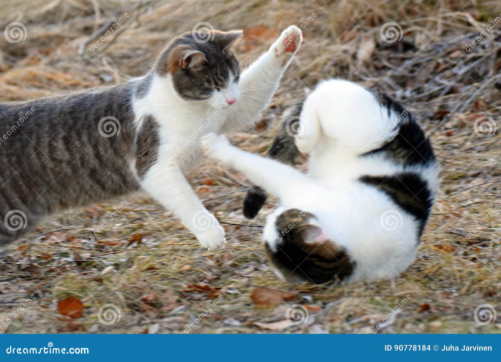 Cats fighting outdoors stock photo. Image of mewing, hitting - 90778184
