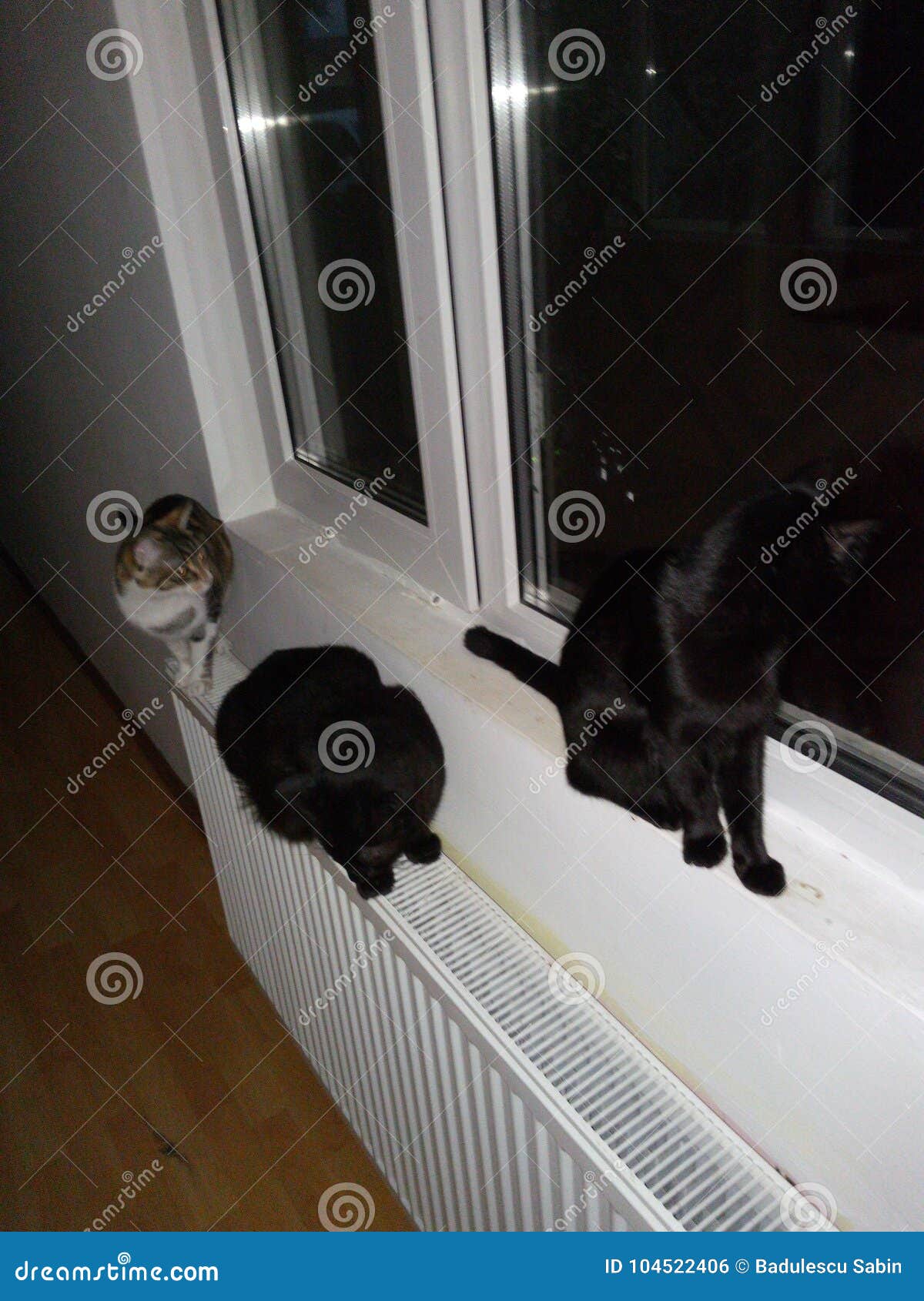 3 cats stock photo. Image of friends, cats, kitty, togethere - 104522406