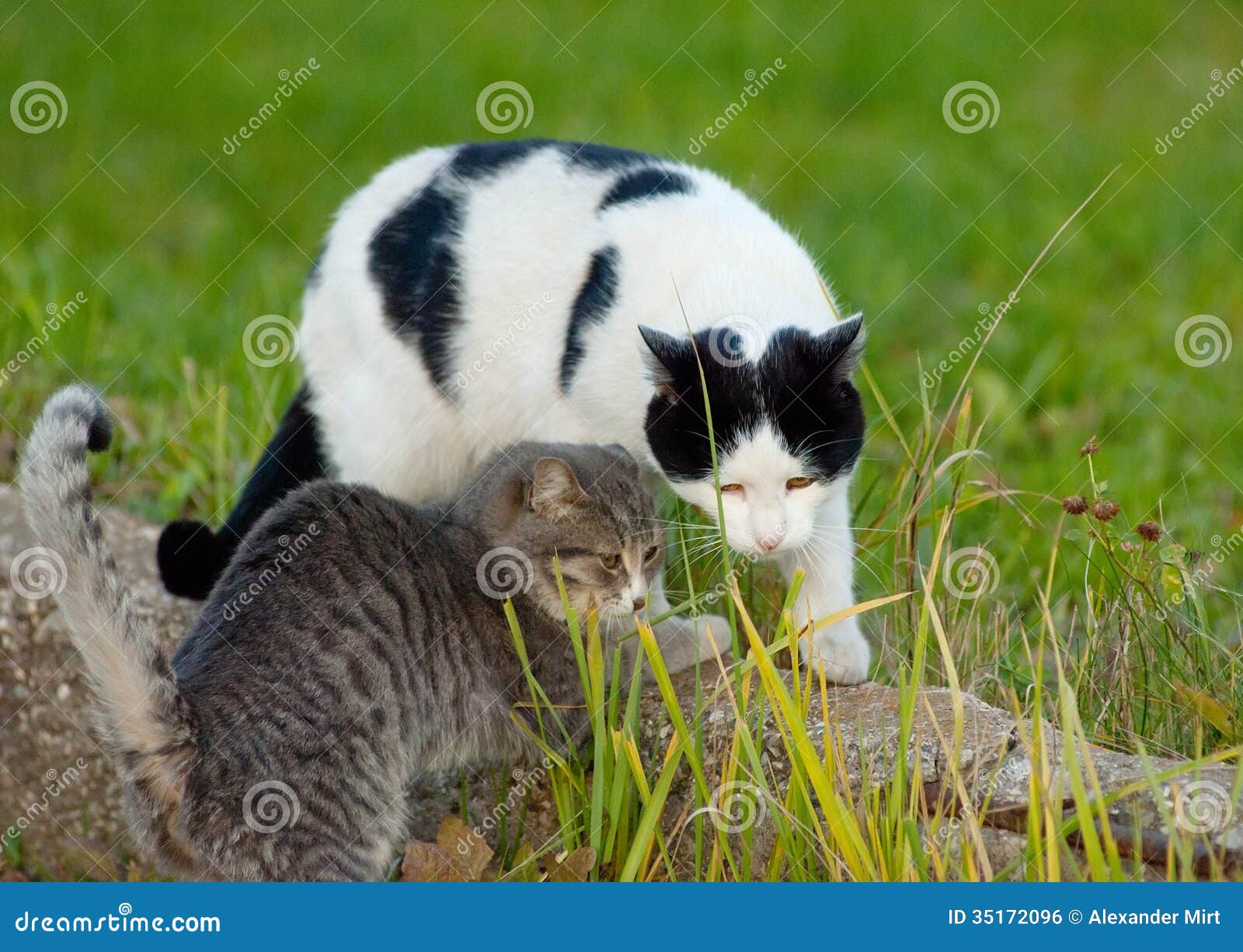 Cats friendship stock photo. Image of short, young, single - 35172096