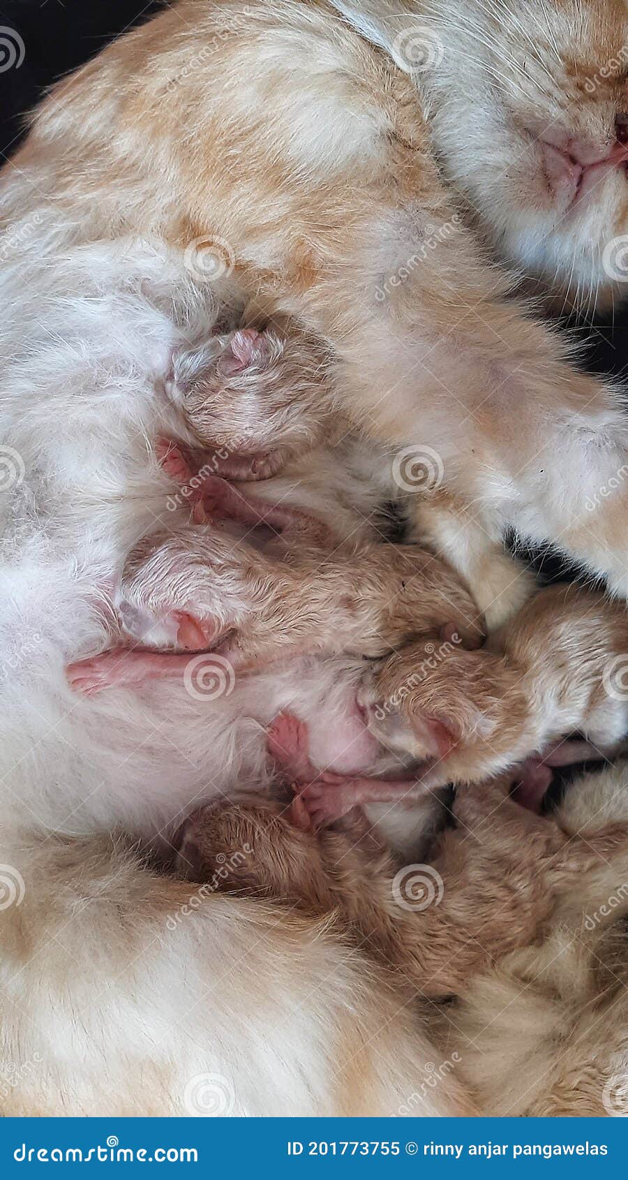 Cats give birth stock image. Image of give, born, cats - 201773755