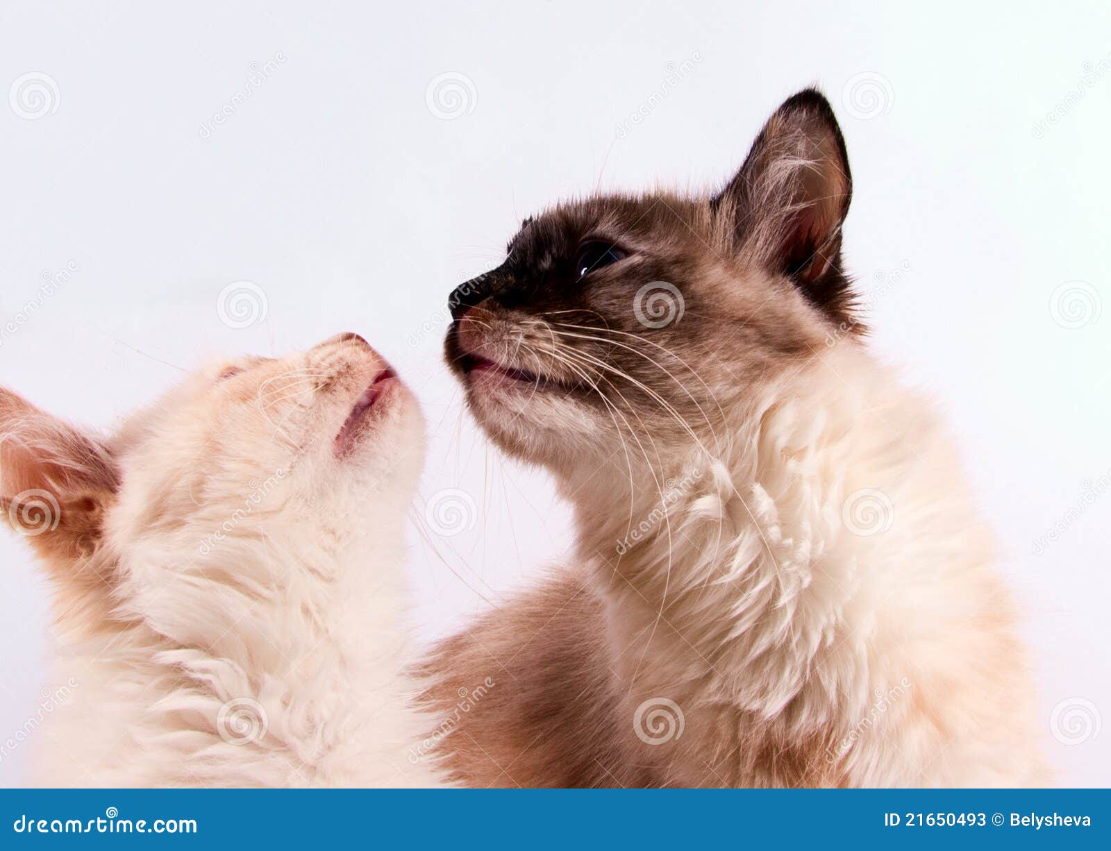 Cats are going to kiss stock image. Image of kitten, together - 21650493
