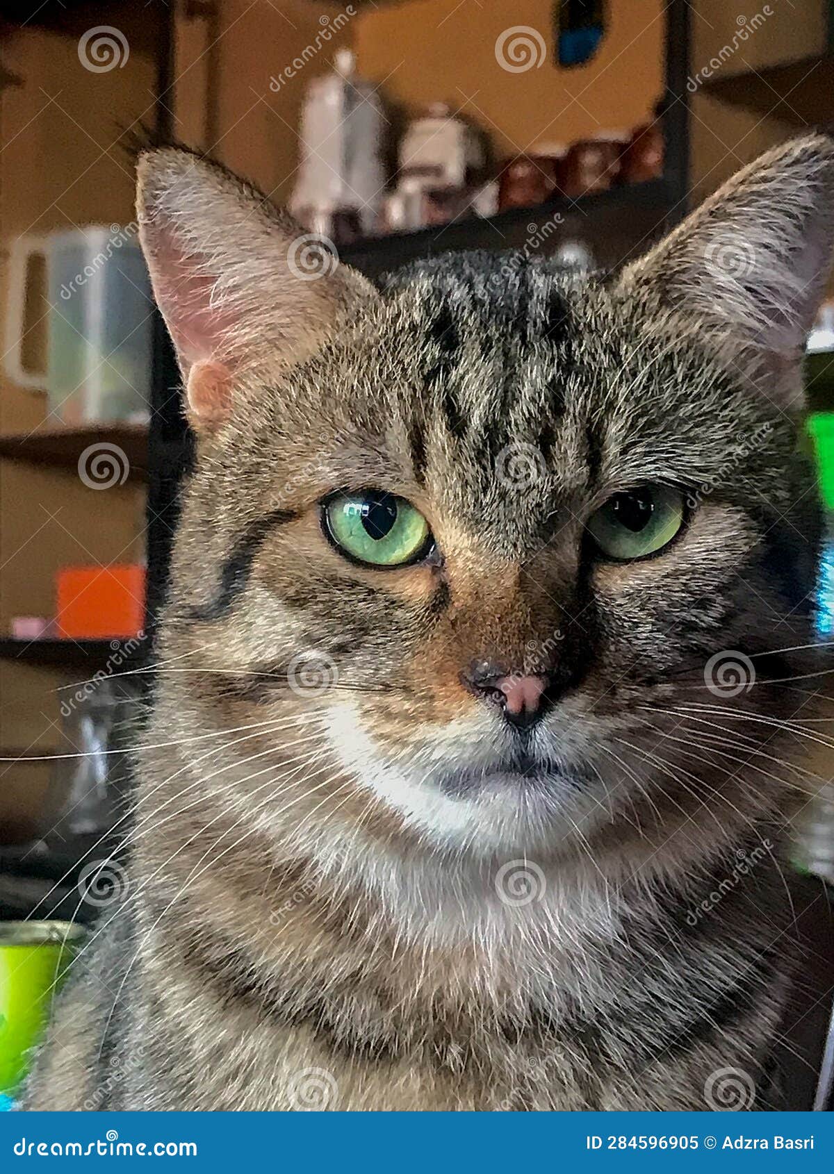 Cats with Green Eyes Look Grumpy Stock Image - Image of eyes, grumpy ...