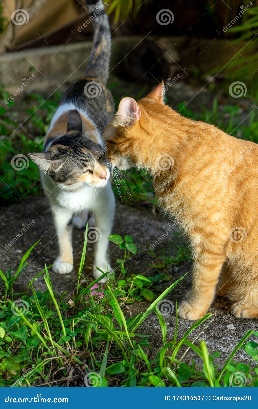 Cats greeting each other stock image. Image of kitten - 174316507