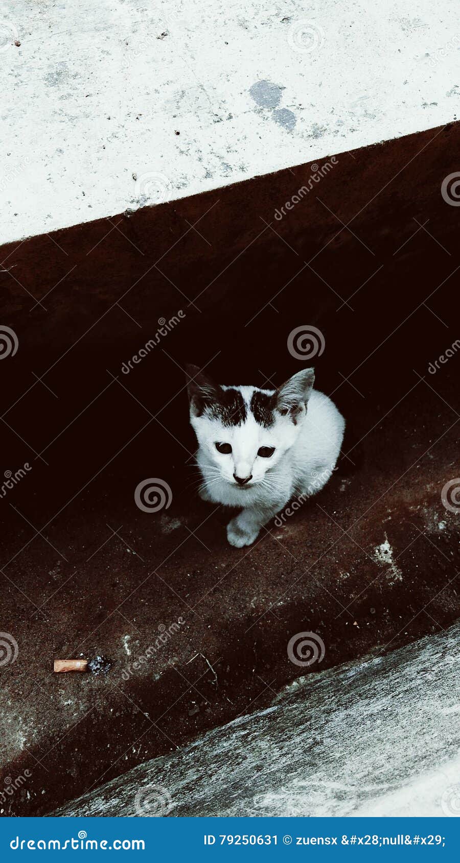 Cats on the gutter stock image. Image of cats, funny - 79250631