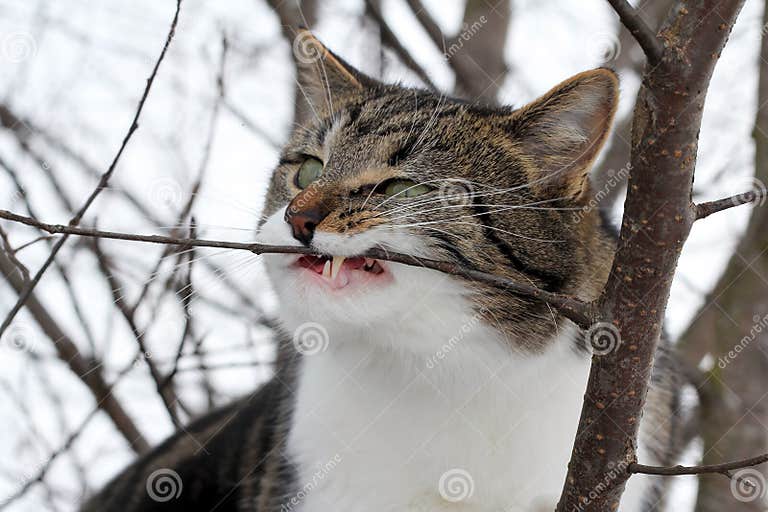Cats have sharp teeth stock image. Image of crazy, brown - 28821307