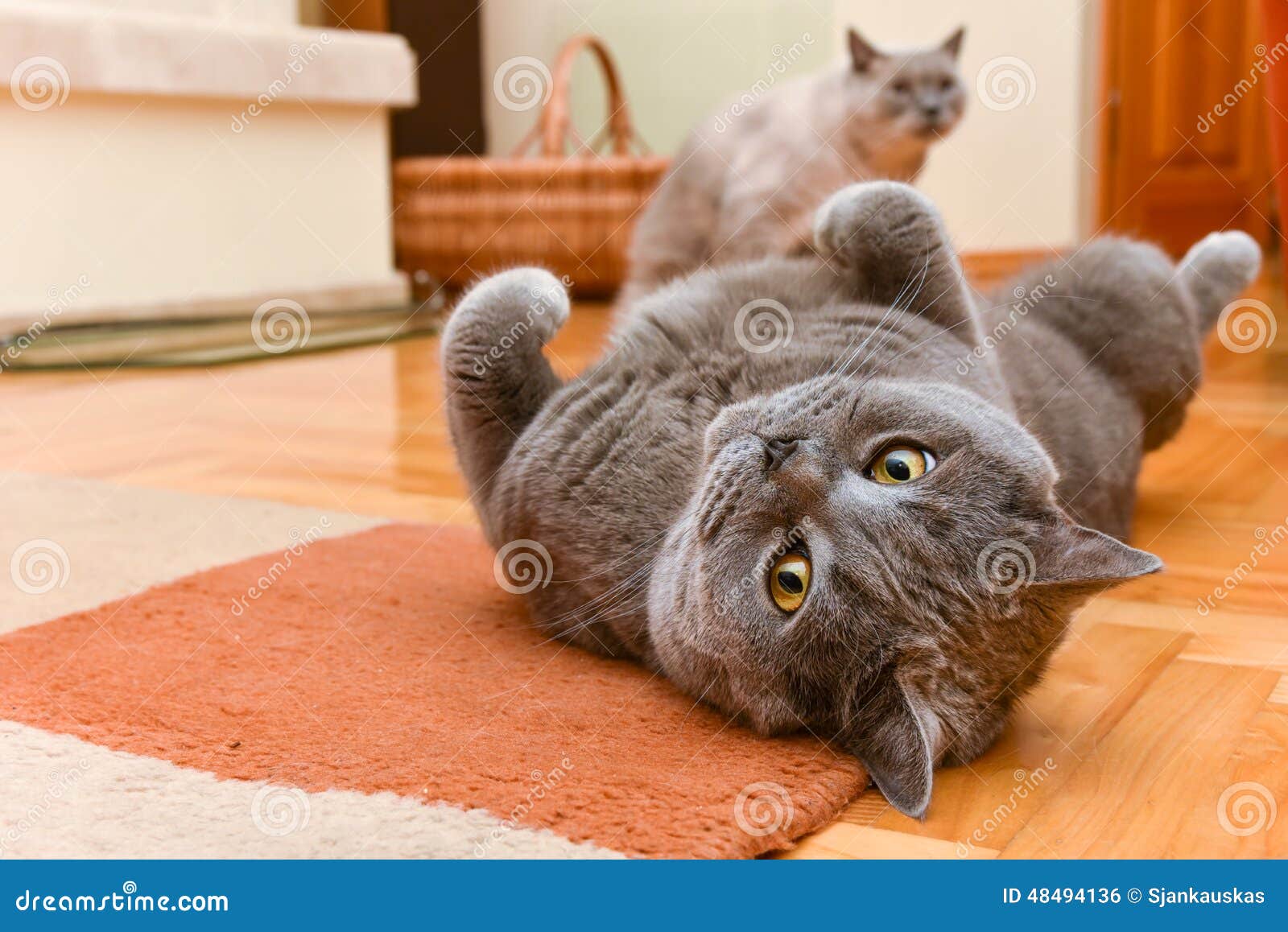 Cats having fun stock photo. Image of shorthair, shot - 48494136