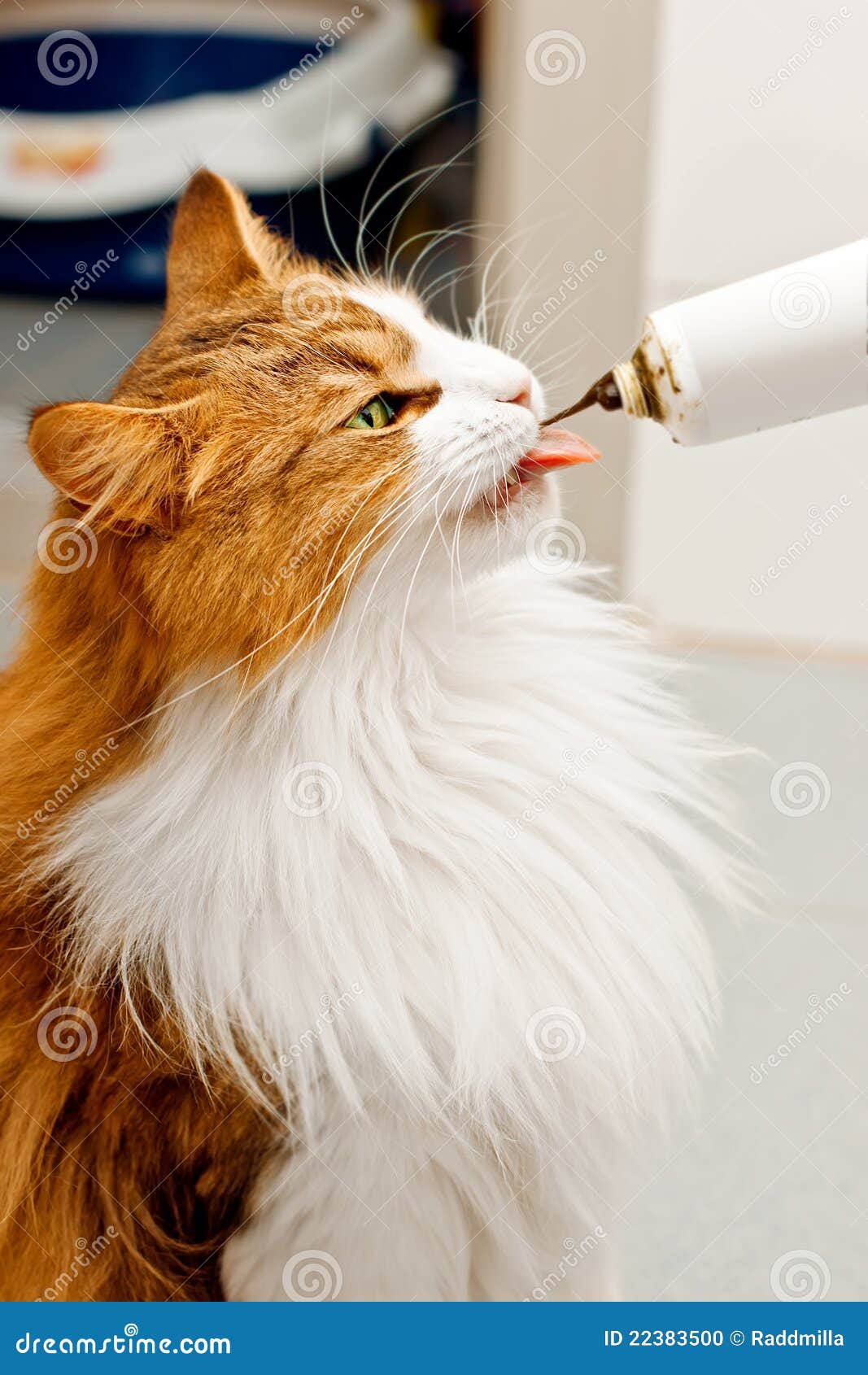 Cats head stock photo. Image of playing, animals, cats - 22383500