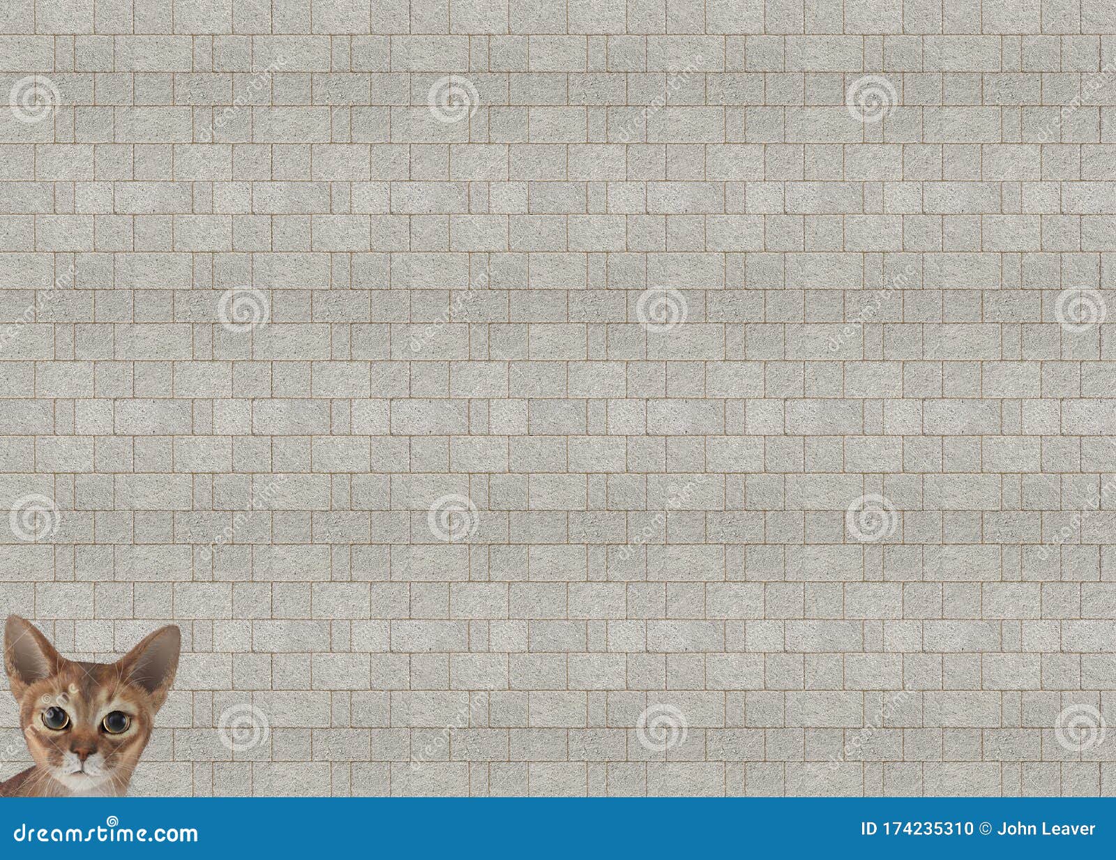 Cats head and brick wall stock photo. Image of kitten - 174235310
