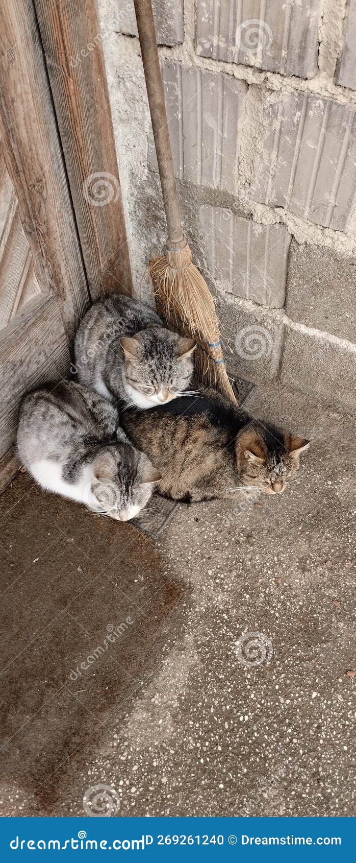 Cats home farm stock photo. Image of whiskers, kitten - 269261240