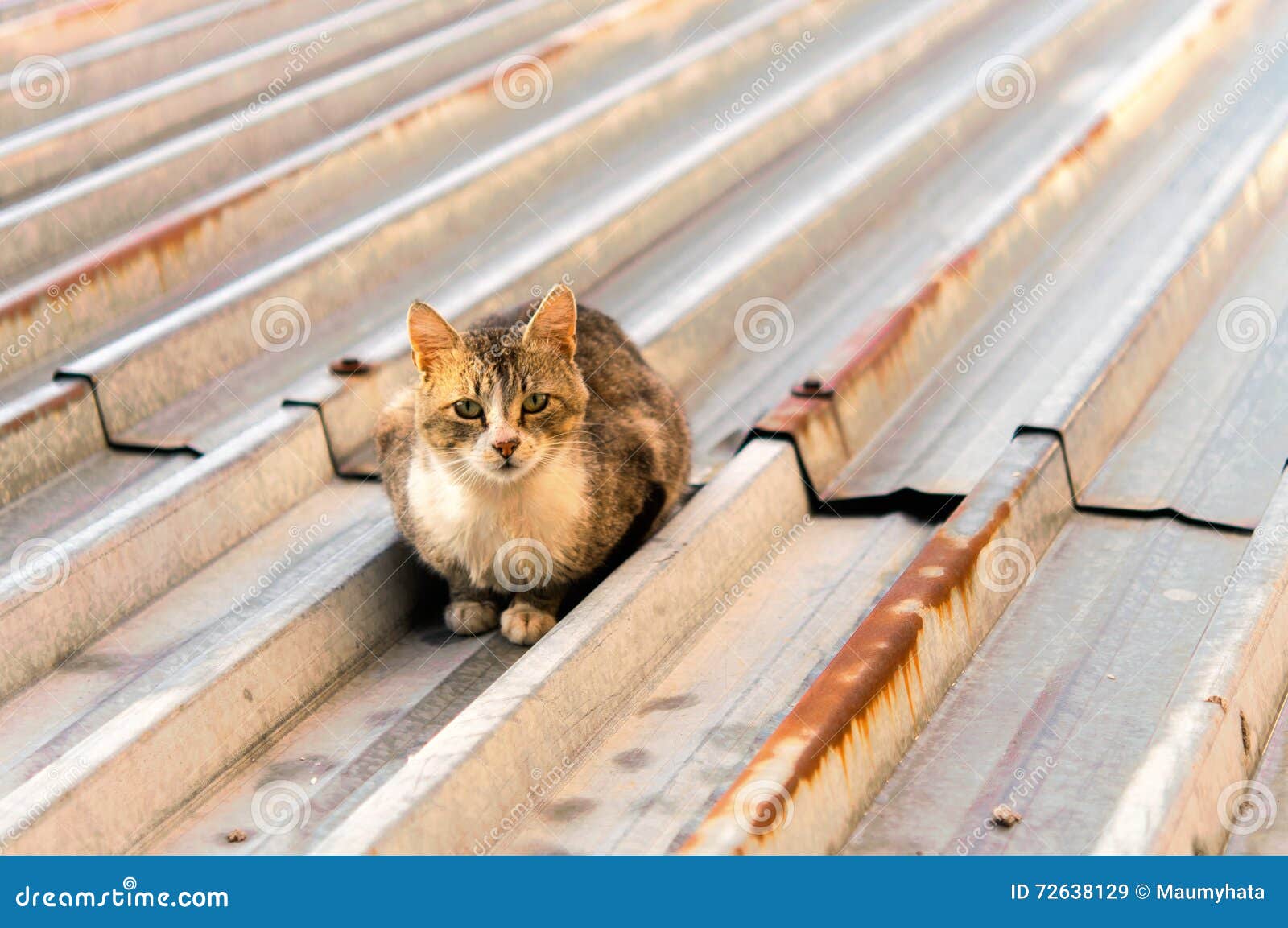 Cats on a hot tin roof stock image. Image of nervous - 72638129