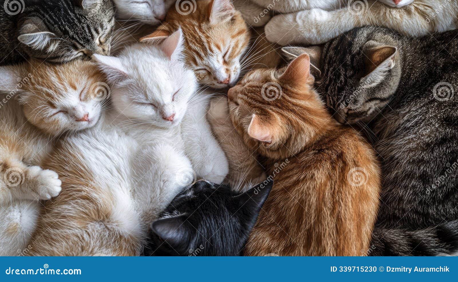 Cats are Huddled Together, with One Sleeping and Another Lying Down ...