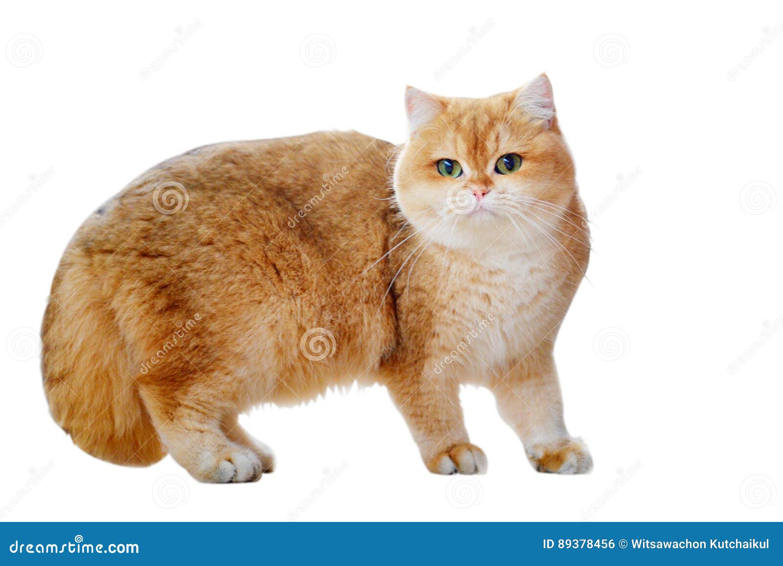 Cats isolated stock photo. Image of kitten, white, looked - 89378456