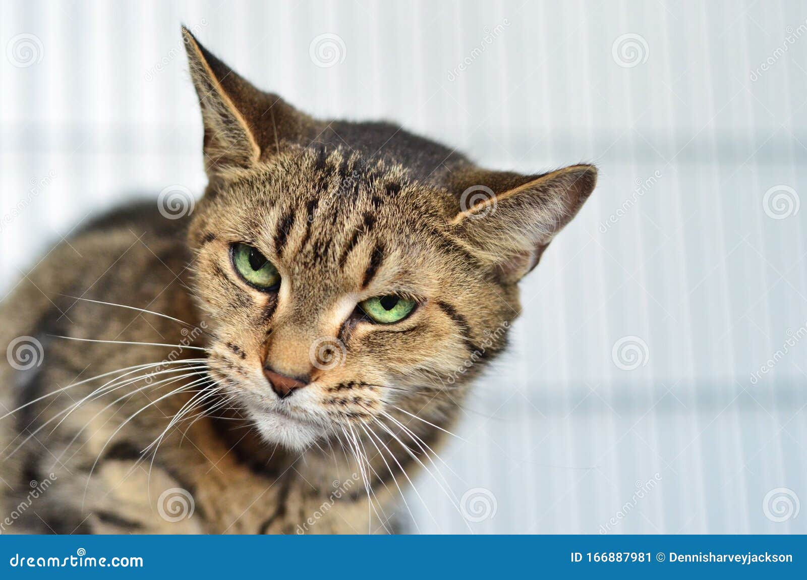 Cats stock image. Image of kittens, cute, innocent, cats - 166887981