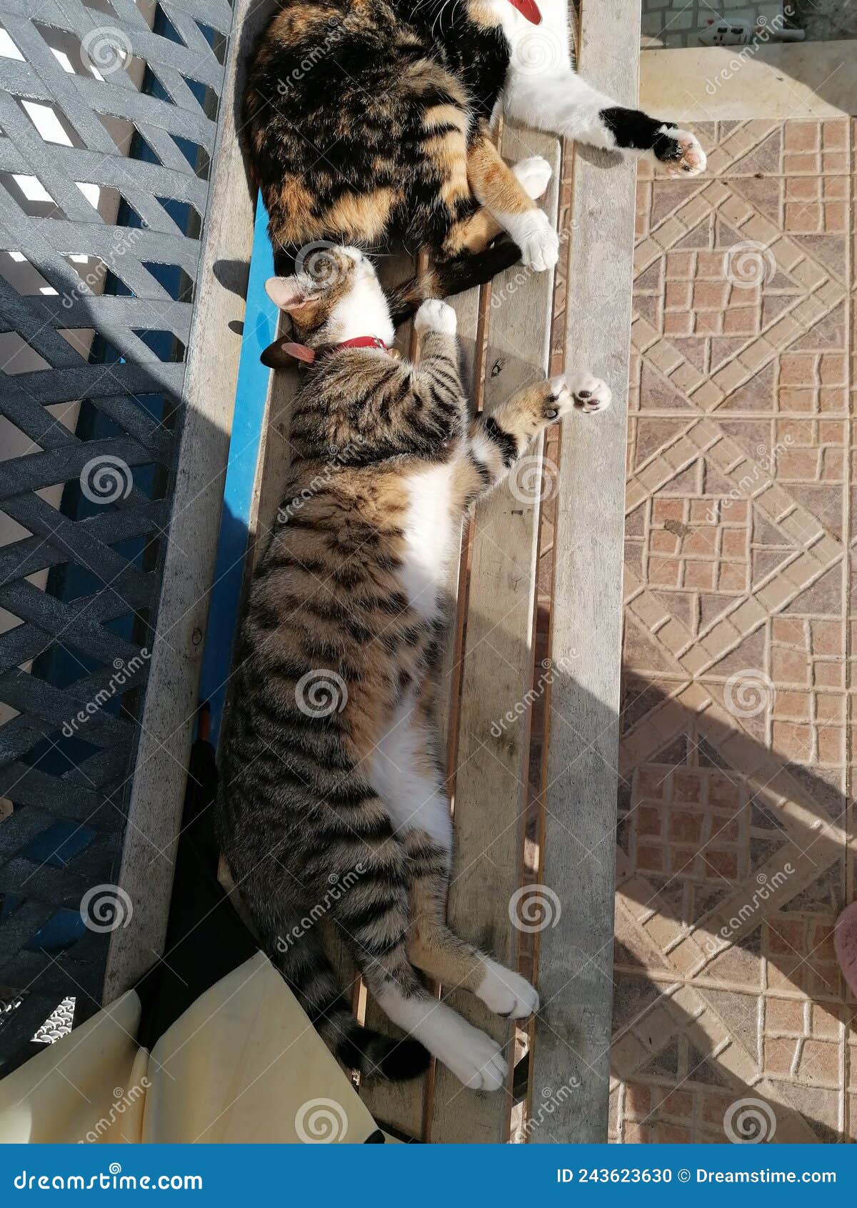 Cats laying down stock photo. Image of kitten, cats - 243623630