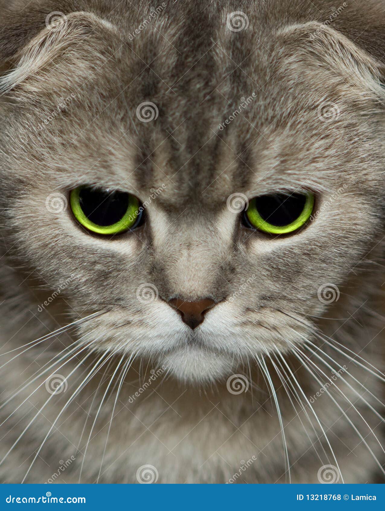 Cats look stock photo. Image of look, face, head, eyes - 13218768