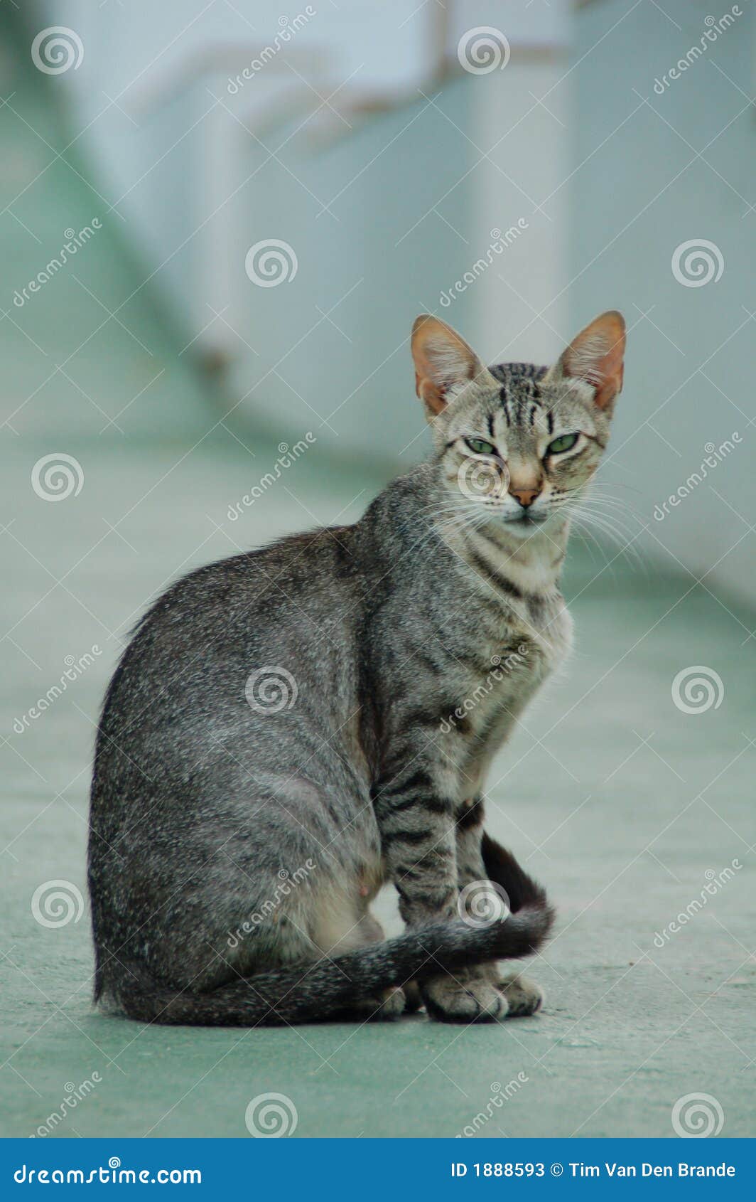 Cats look stock image. Image of face, animals, portrait - 1888593