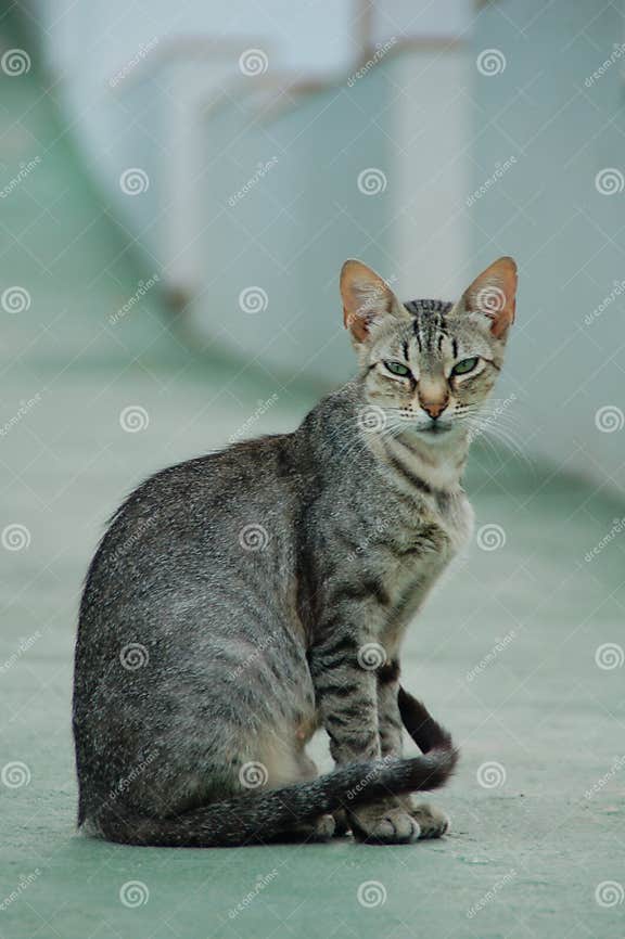 Cats look stock image. Image of face, animals, portrait - 1888593