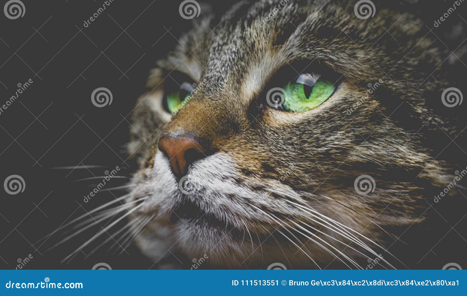 Cats look stock image. Image of cats, look, beauty, looking - 111513551