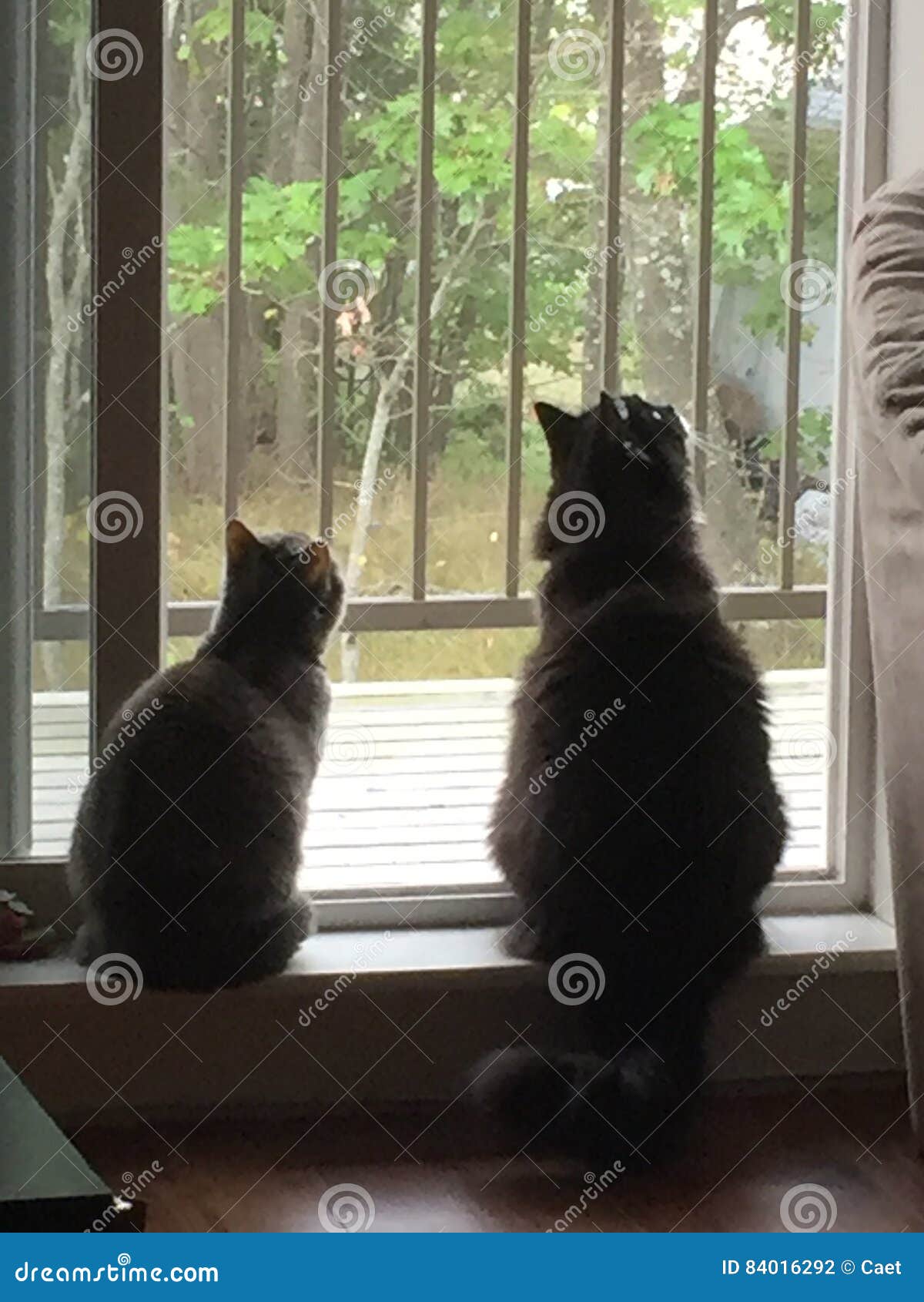 Cats Looking Out Window Stock Photos - Download 335 Royalty Free Photos