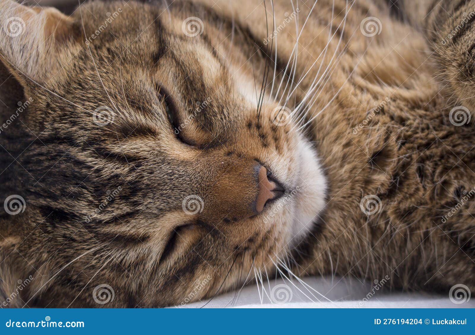 Cute Cat Sleeping and Resting. Stock Photo - Image of stare, mammal ...