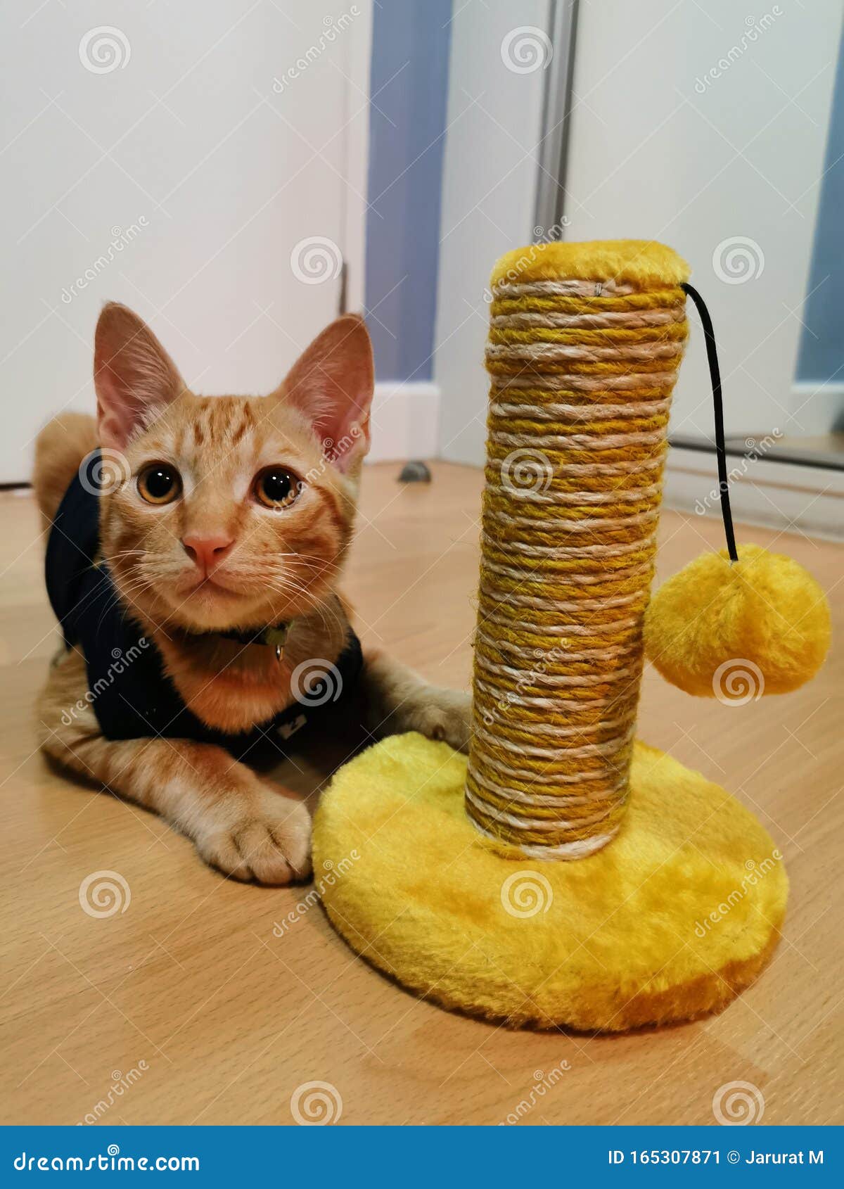 Cats always Love To Play with this Scratching Stand. Stock Image ...
