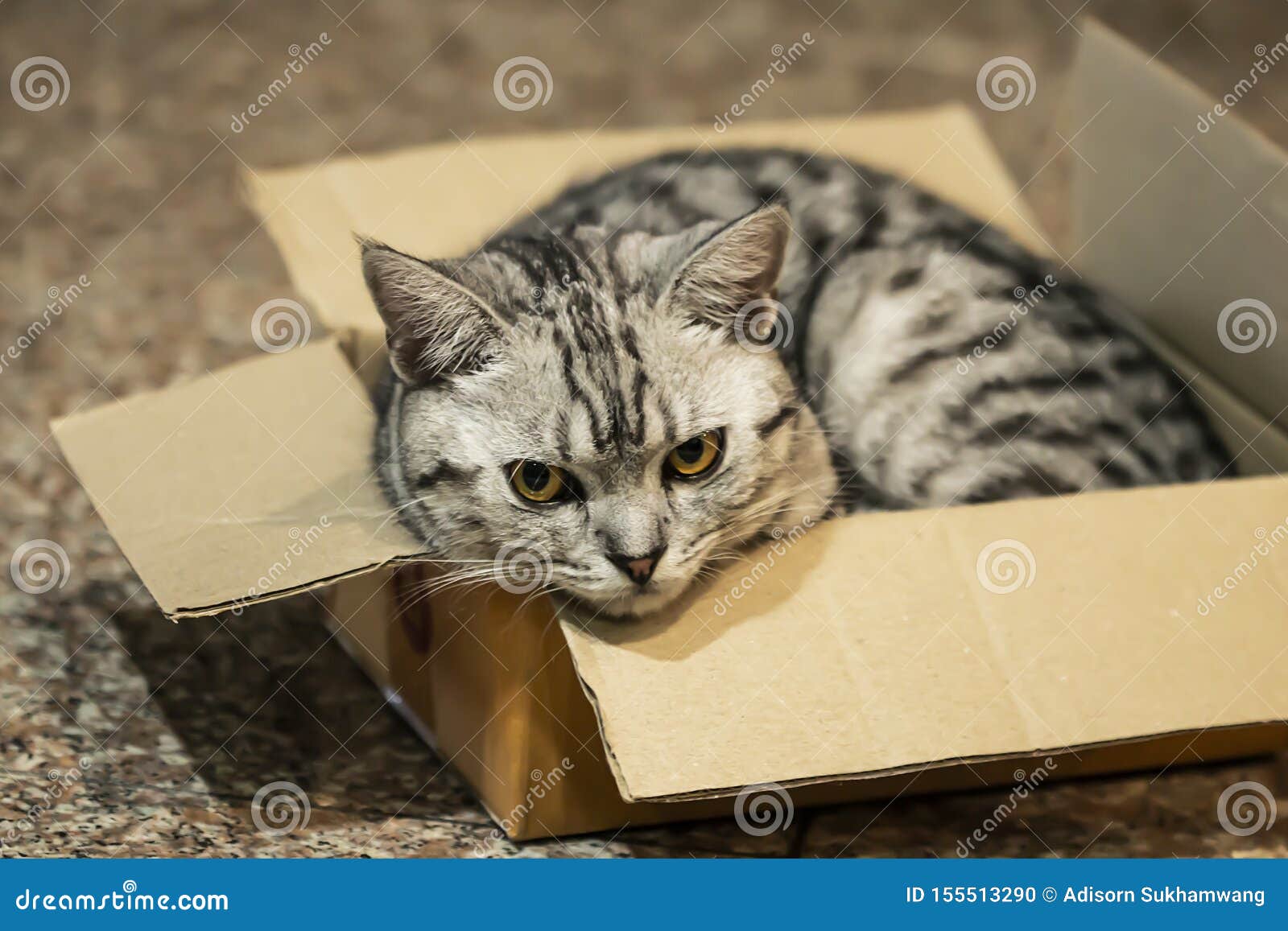 Cats lying in a paper box stock photo. Image of fluffy - 155513290
