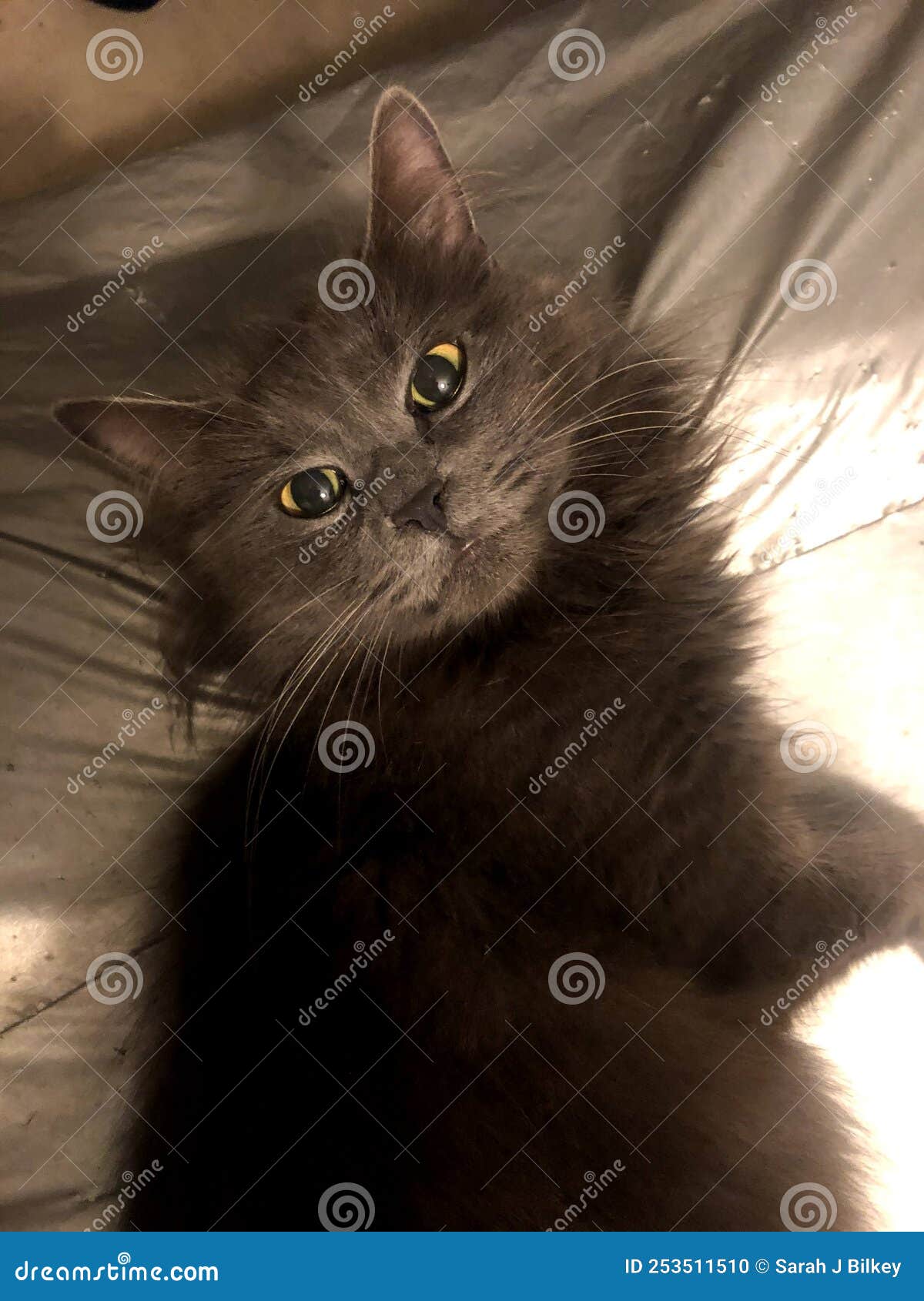 We Cats Me Cats stock photo. Image of animal, kitten - 253511510