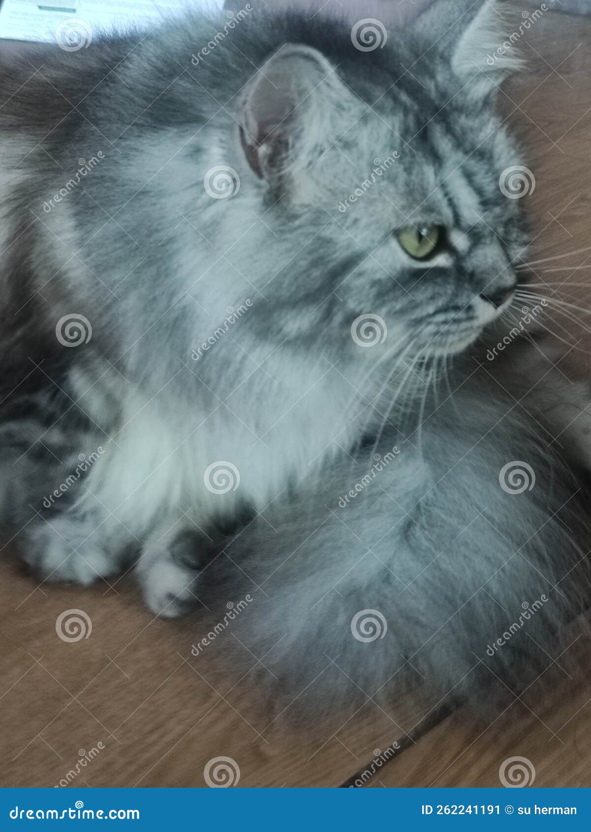 Cats Moment Action , Free Momen Stock Image - Image of moment, momen ...