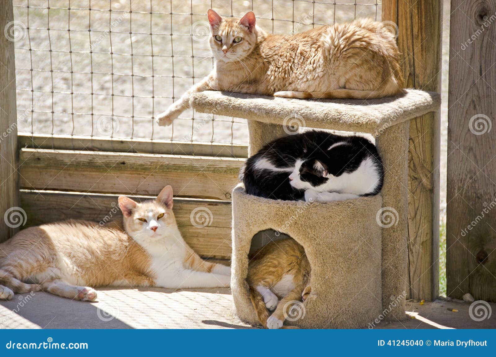 Cats Napping in the Sunshine Stock Photo - Image of sunshine, outdoors ...