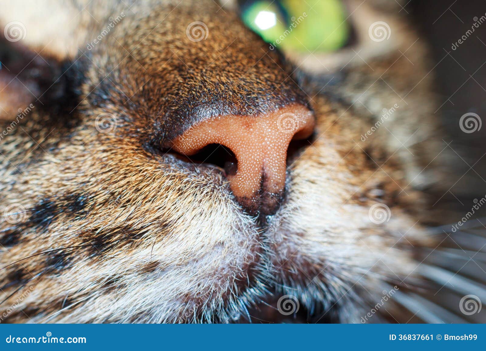 Cats nose stock image. Image of nose, pink, tabby, close - 36837661