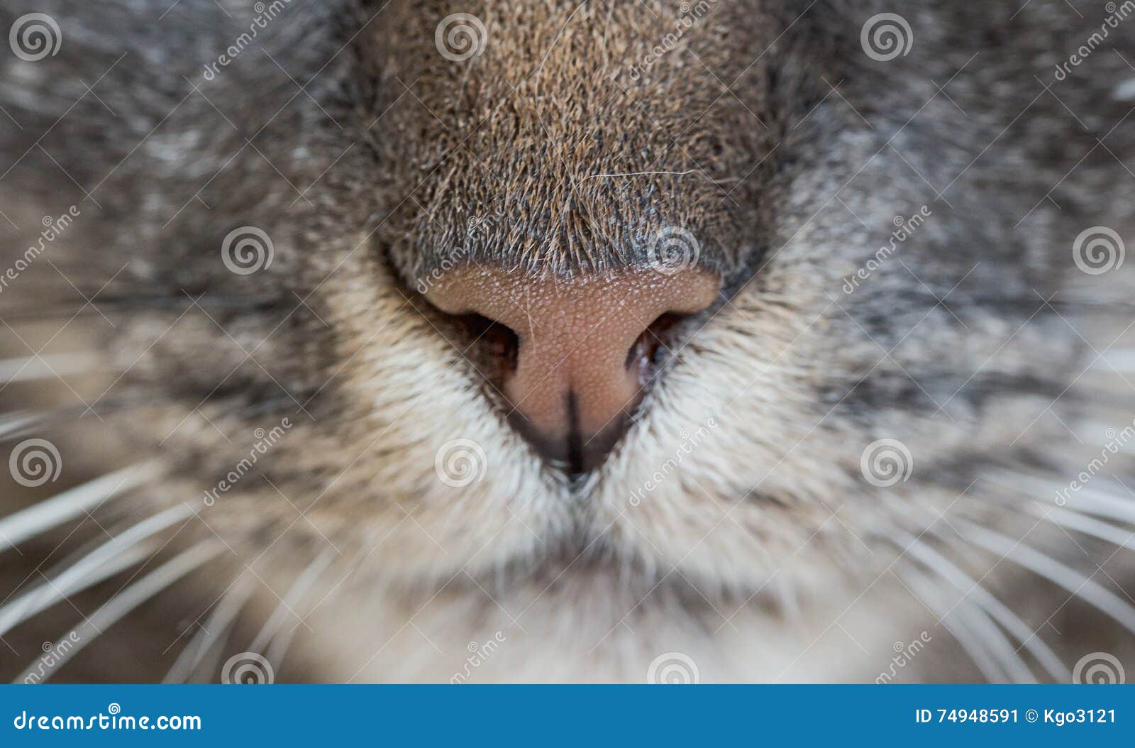 The Cats Nose Stock Photo | CartoonDealer.com #59729310