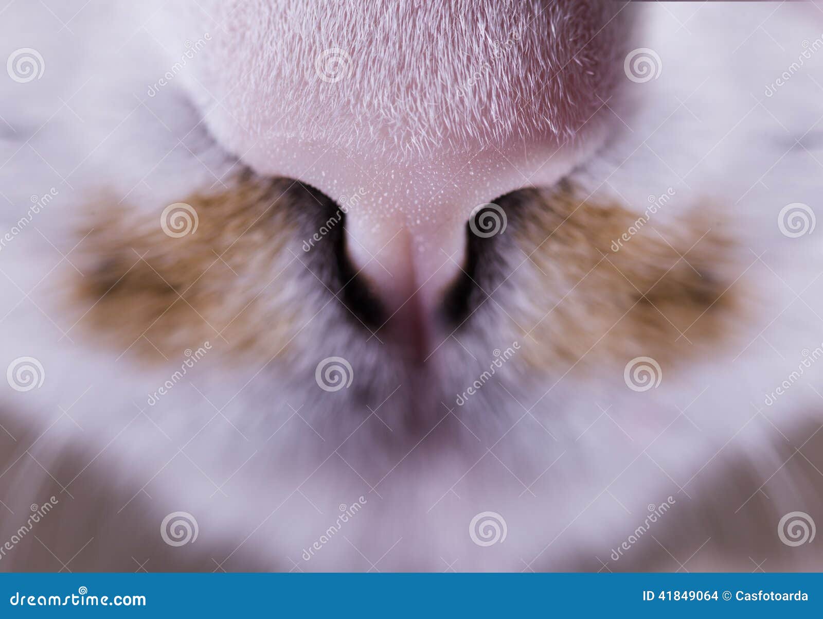 Cats nose stock photo. Image of shot, close, macro, tabby - 41849064
