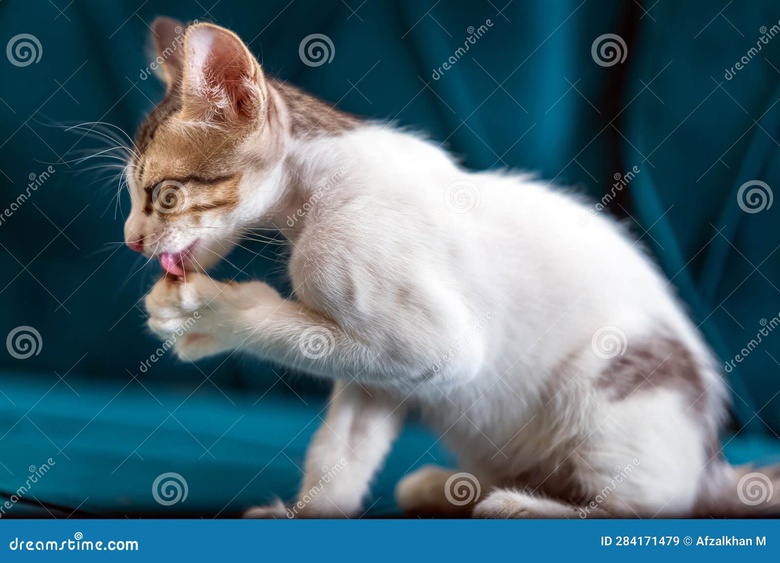 Cats are Not only Adorable and Cuddly, but Also Intelligent and Complex ...