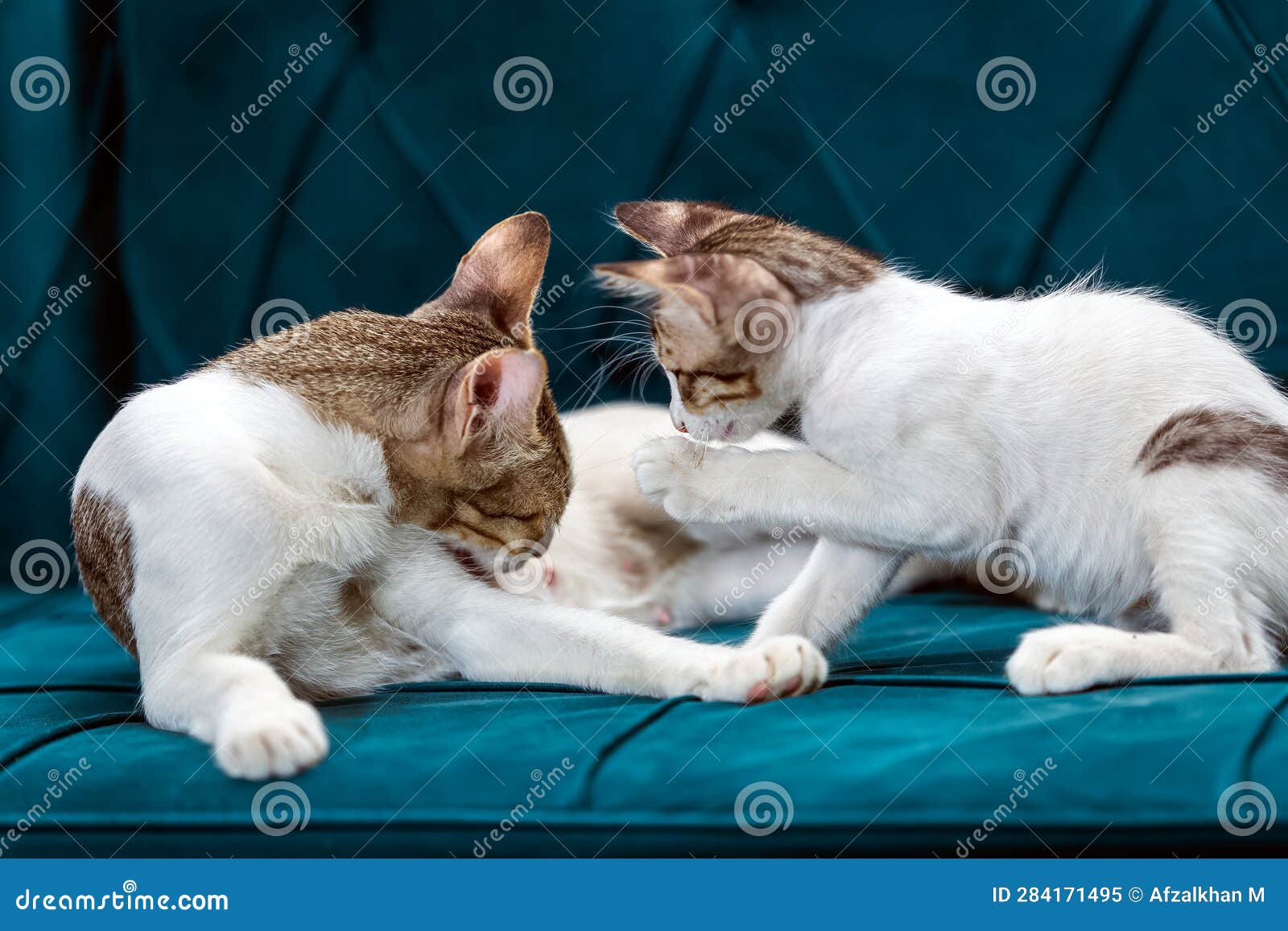 Cats are Not only Adorable and Cuddly, but Also Intelligent and Complex ...