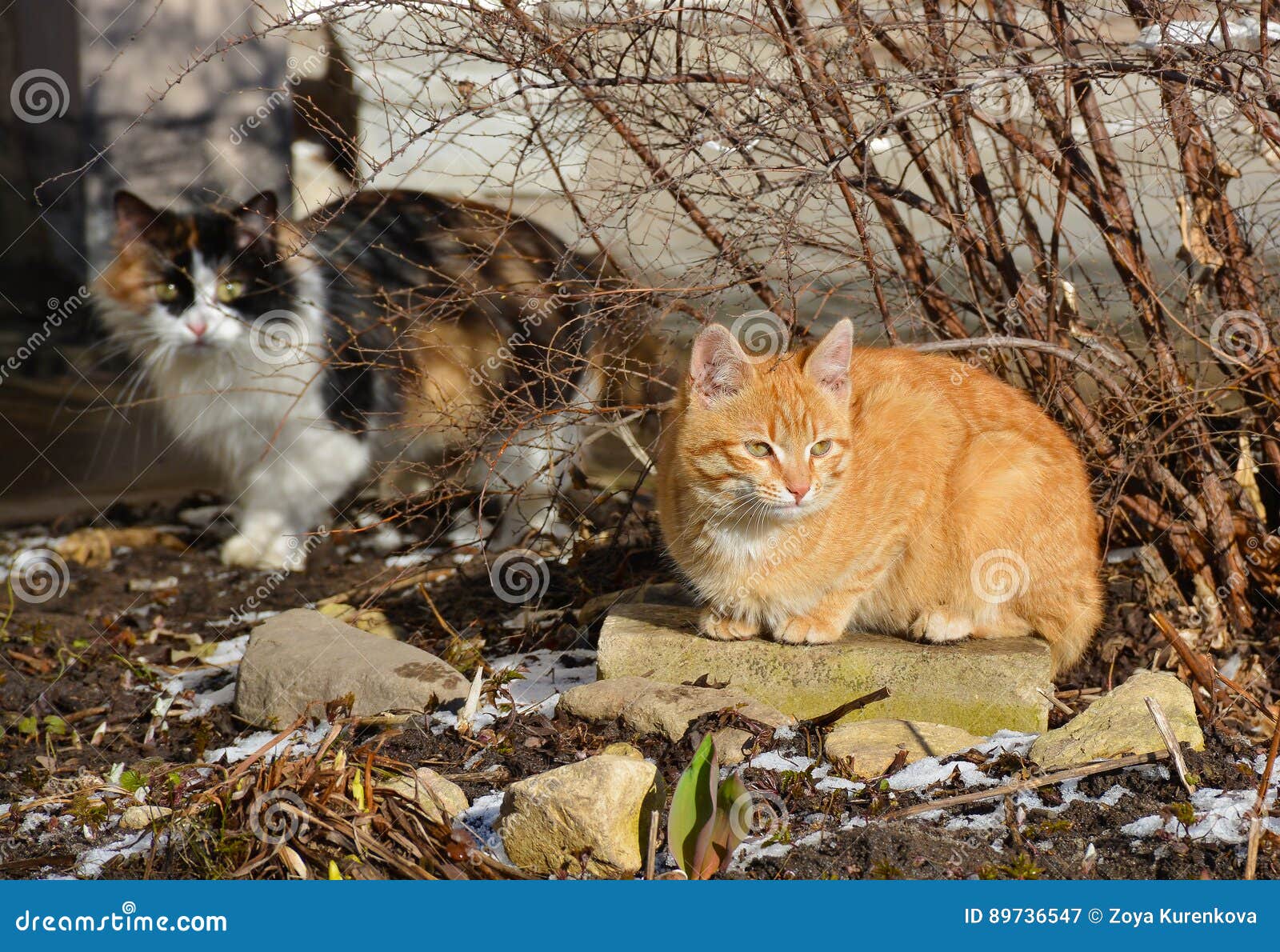 Cats stock image. Image of carnivore, shoots, short, live - 89736547