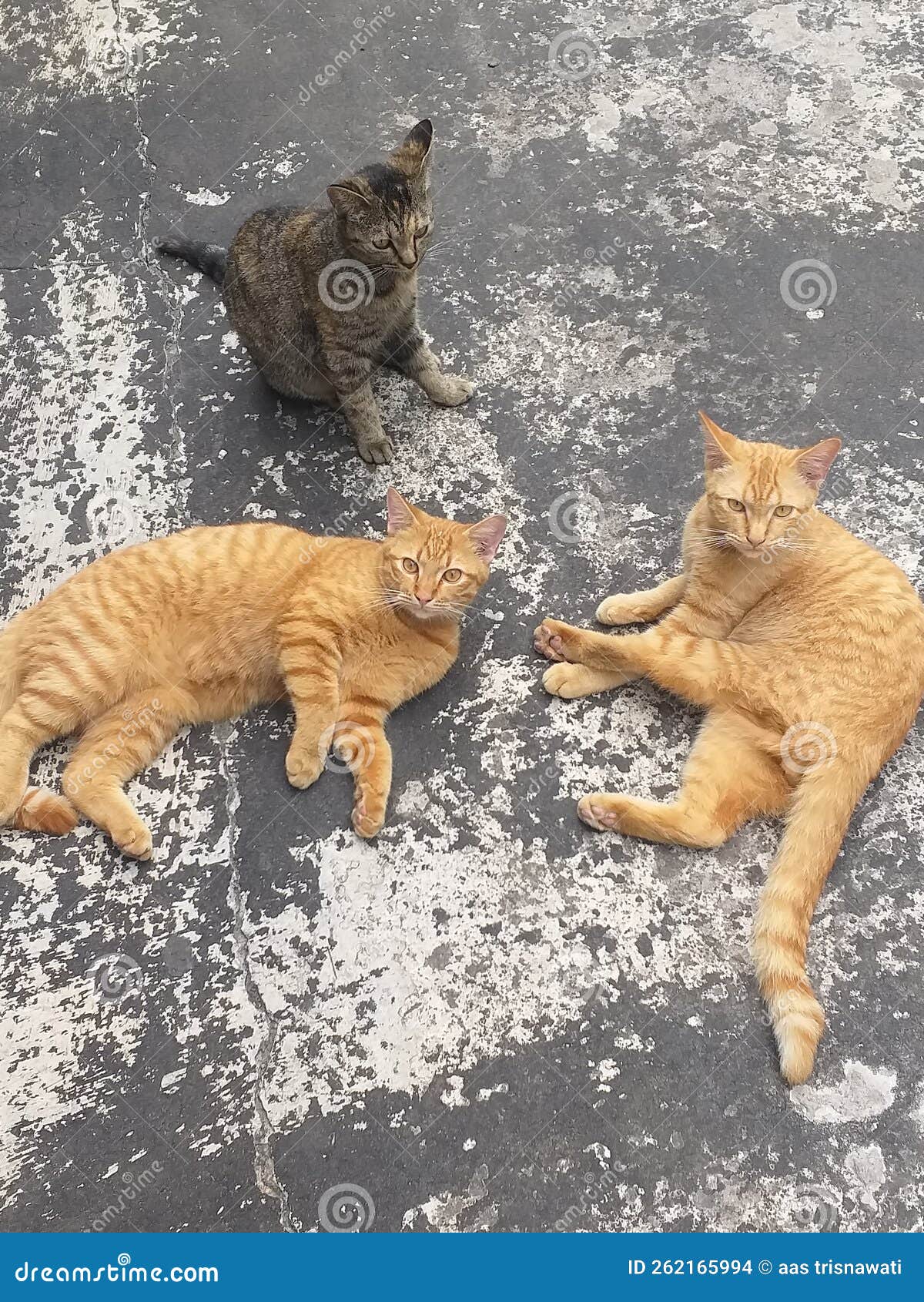 The Cats that Often Says Hello for the Human Stock Photo - Image of ...