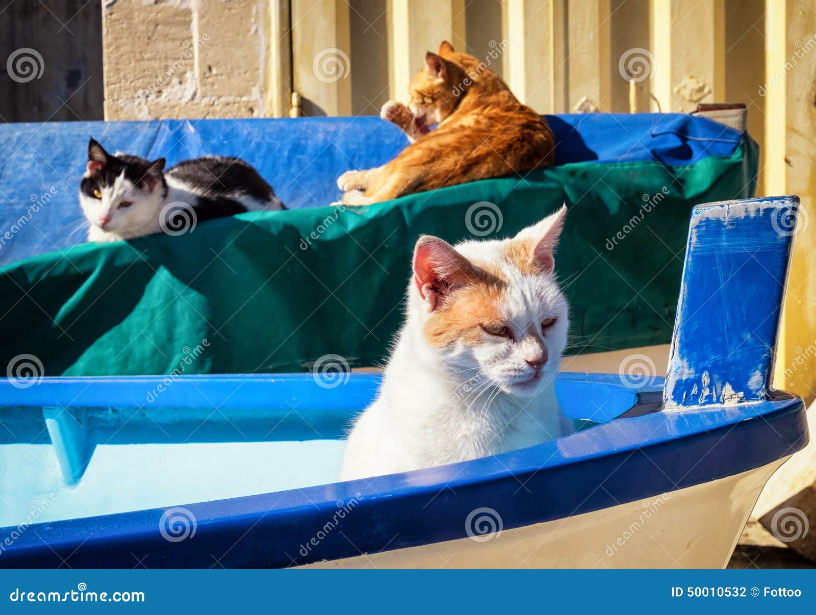 Cats stock photo. Image of white, beach, harbor, black - 50010532