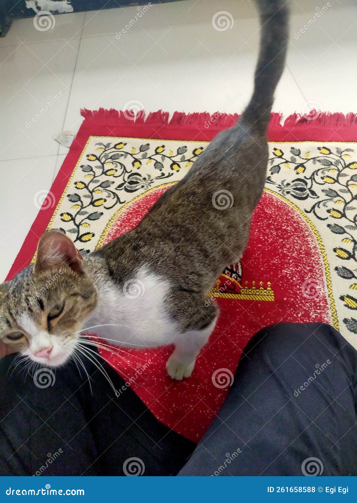 Cats are One of the Animals that the Prophet Muhammad Liked Stock Photo ...