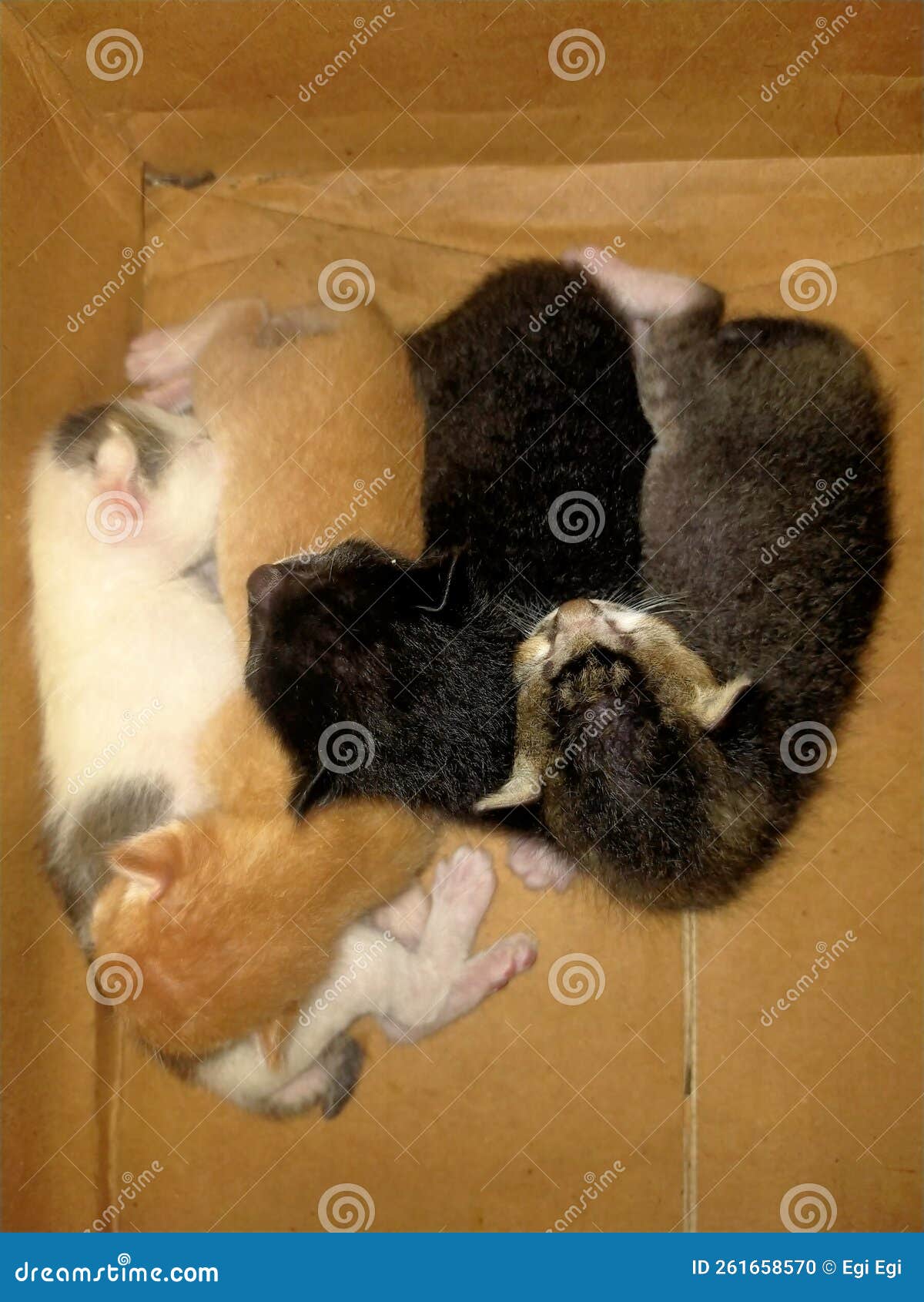 Cats are One of the Animals that the Prophet Muhammad Saw Liked Stock ...