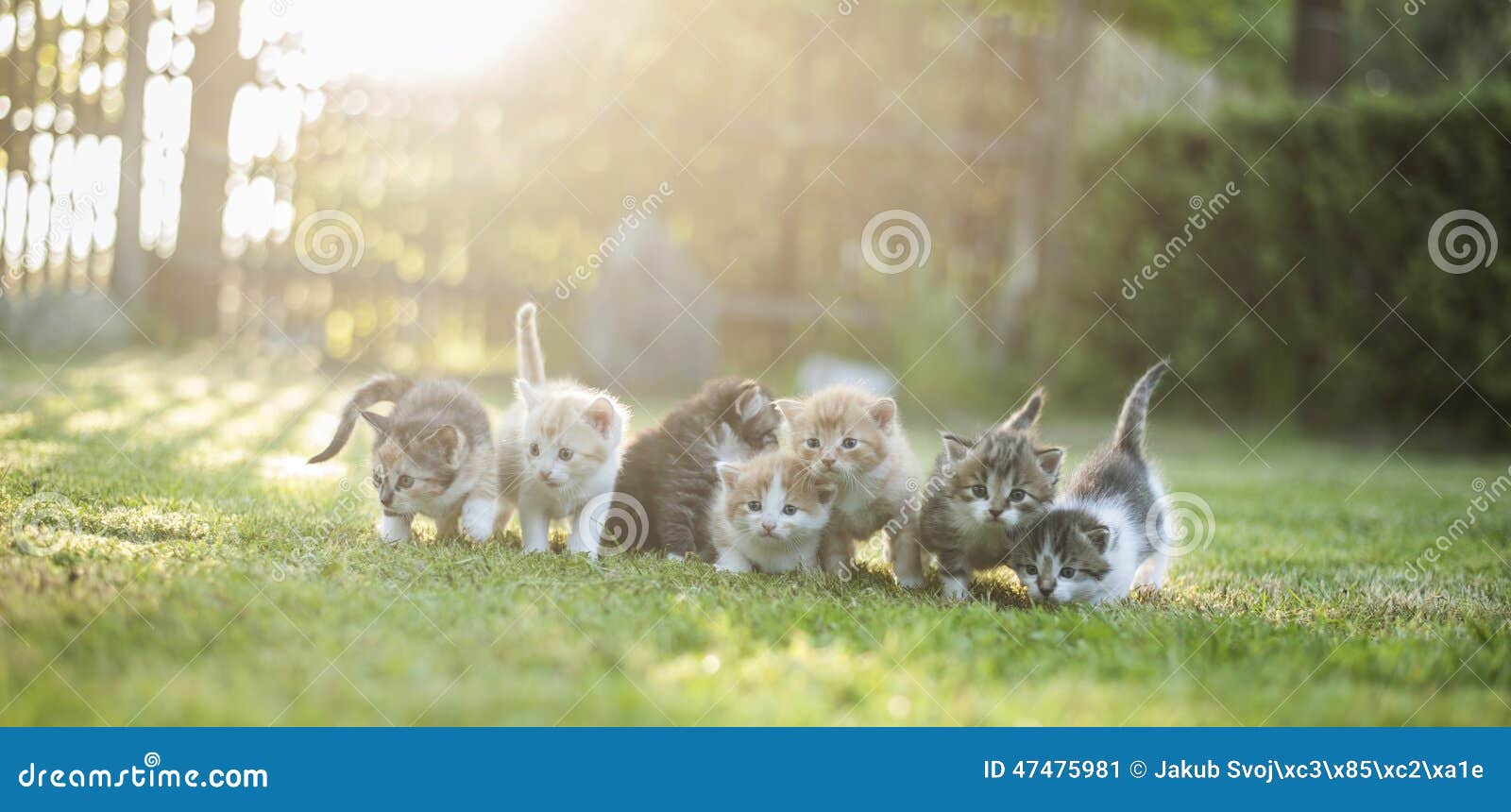 Two Cats Stock Photo | CartoonDealer.com #5743752