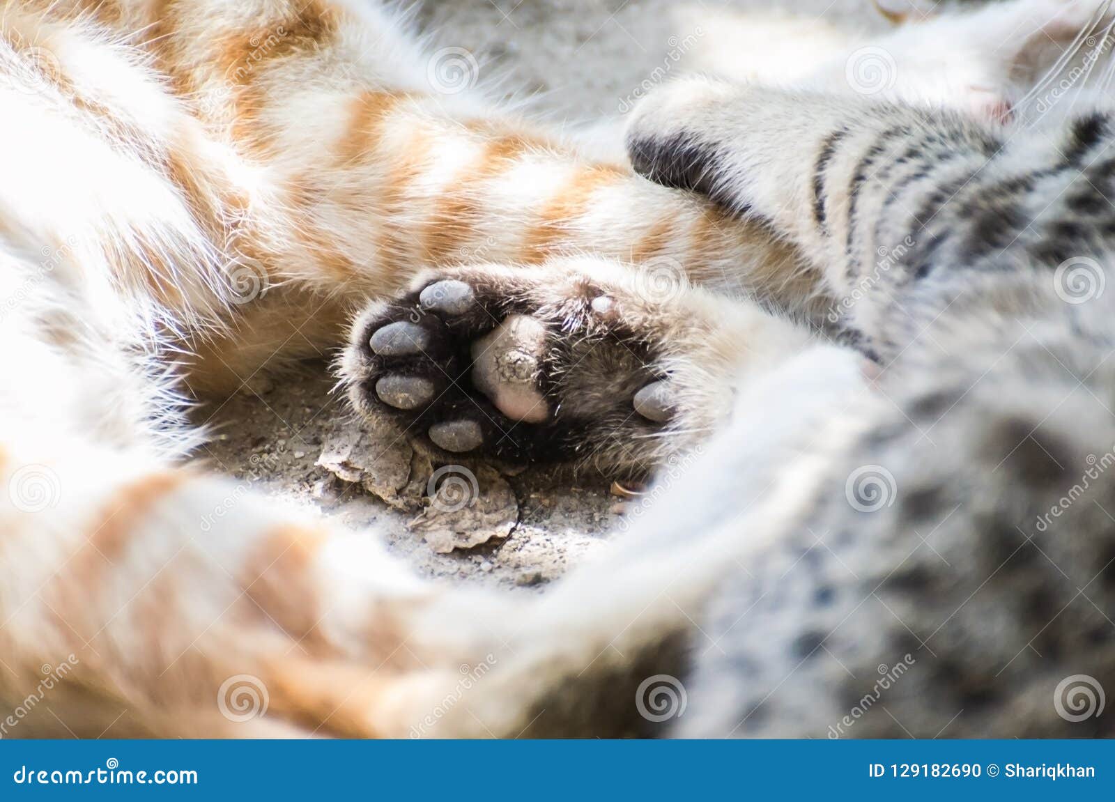 Cats Paw Claw stock photo. Image of front, body, showing - 129182690