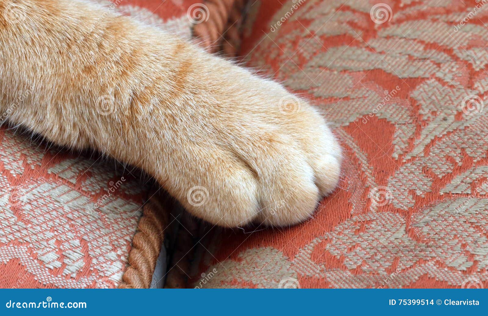 Cats paw closeup. stock photo. Image of digit, feline - 75399514