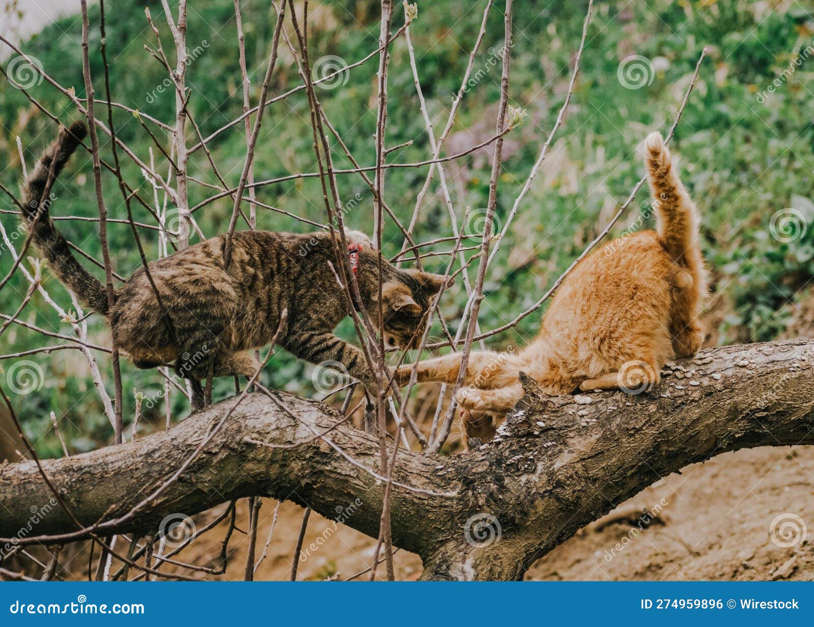 Cats Perched on a Barren Tree Branch Playing Together Stock Photo ...