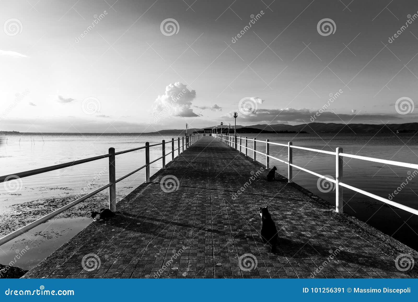 Cats on a Pier on a Lake with Long Sunset Shadows Stock Image - Image ...