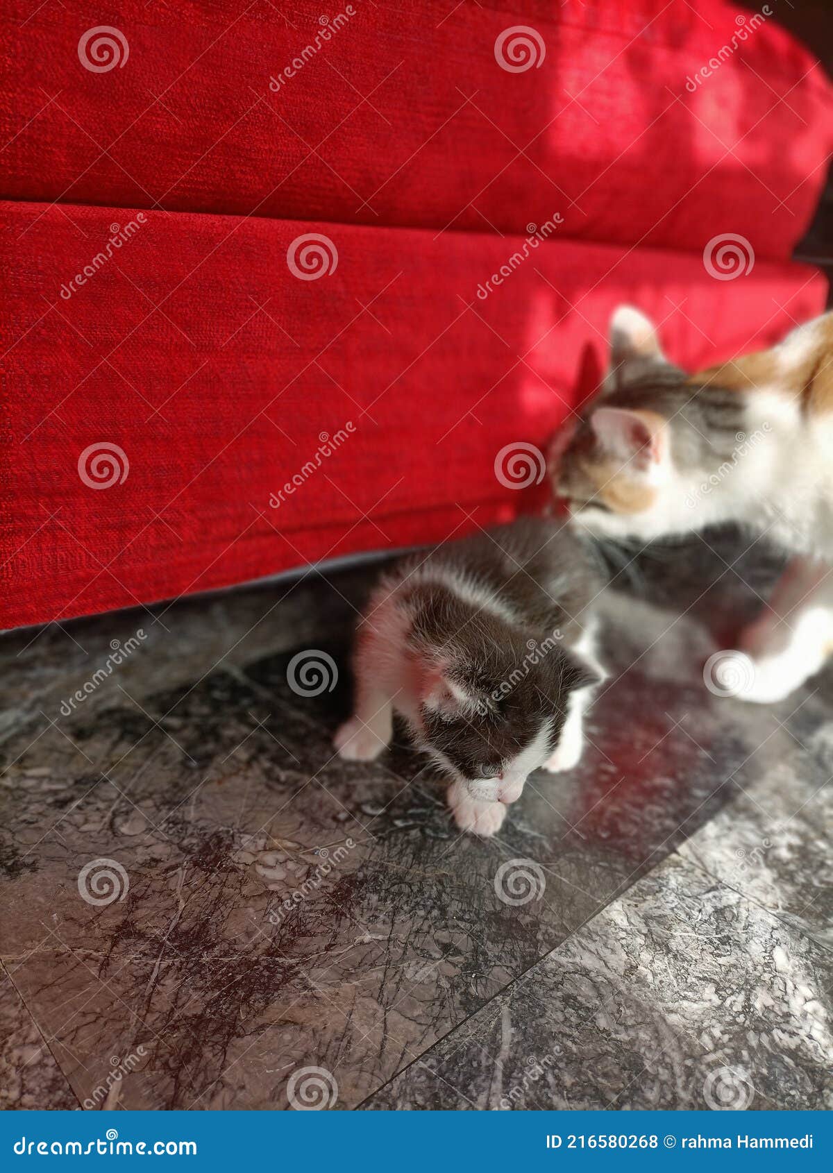 2 Cats play stock photo. Image of puppy, animal, mammal - 216580268