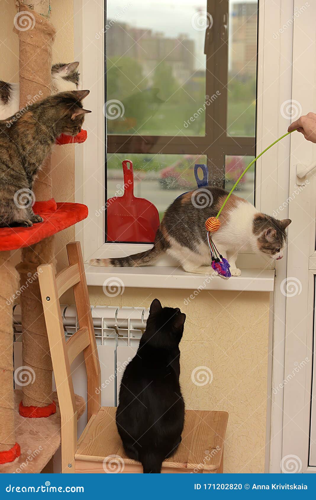 Cats play at home stock photo. Image of closeup, bobtail - 171202820