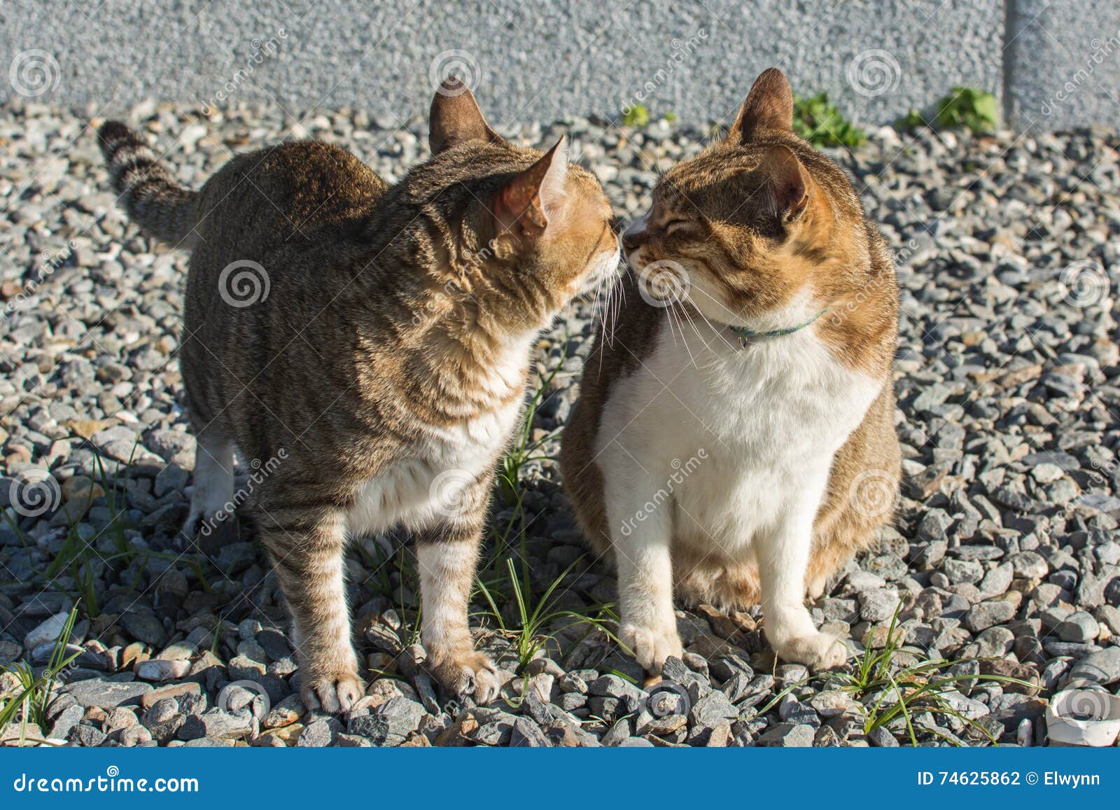 Cats play in outdoor stock photo. Image of domestic, play - 74625862