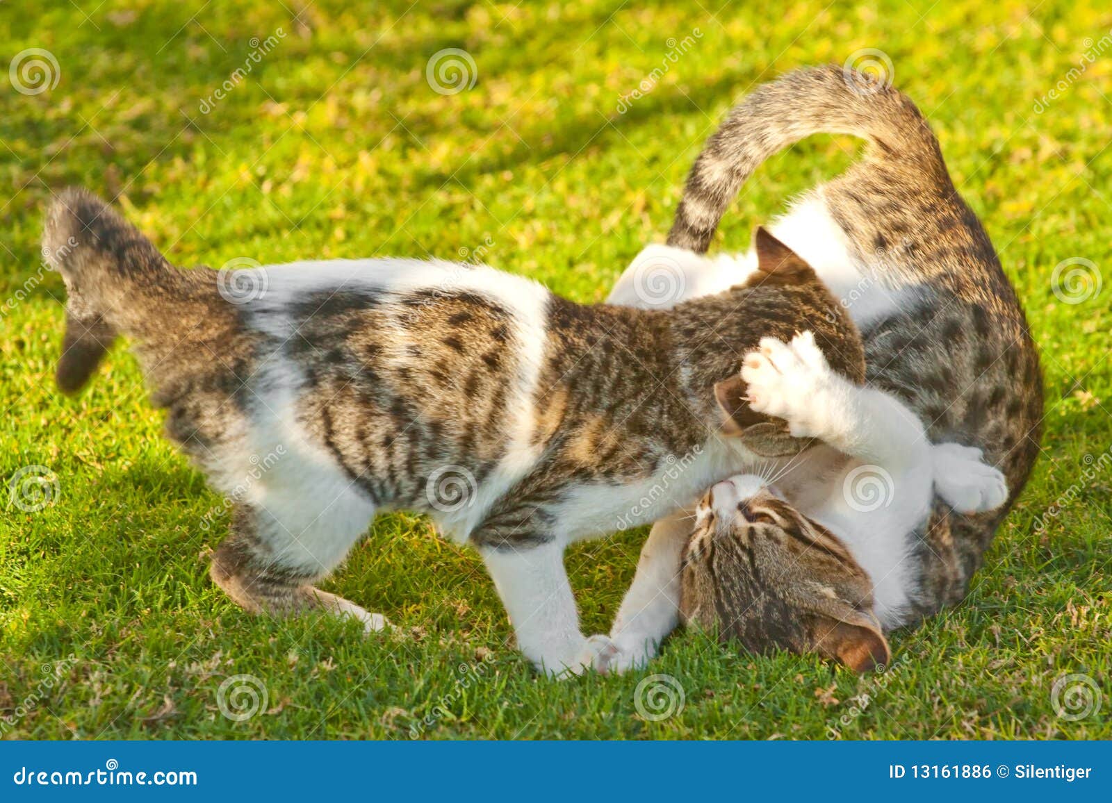 Cats playing stock photo. Image of games, feline, looking - 13161886